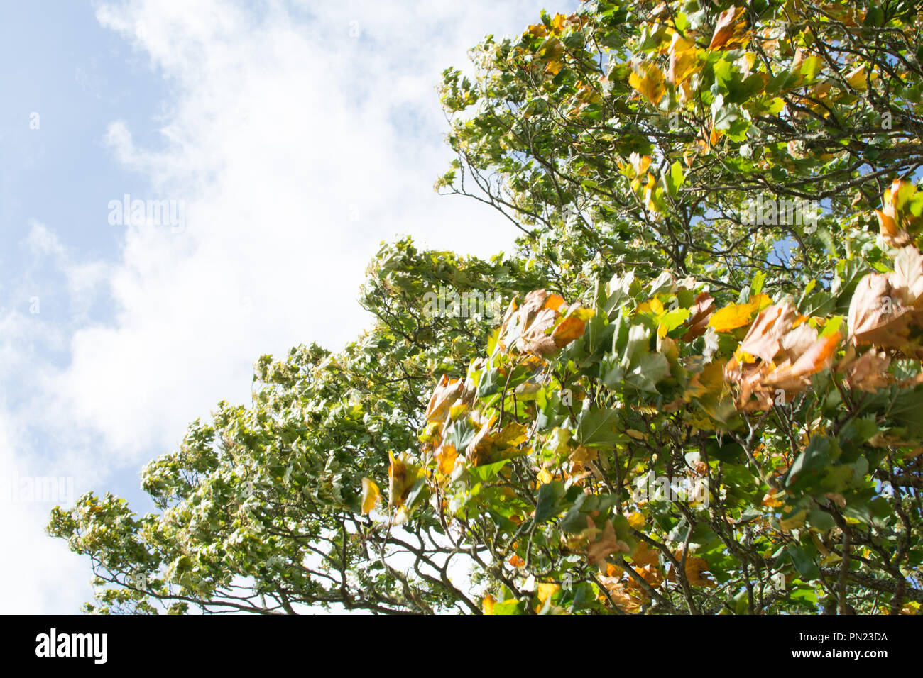 Fall Trees Blowing In The Wind