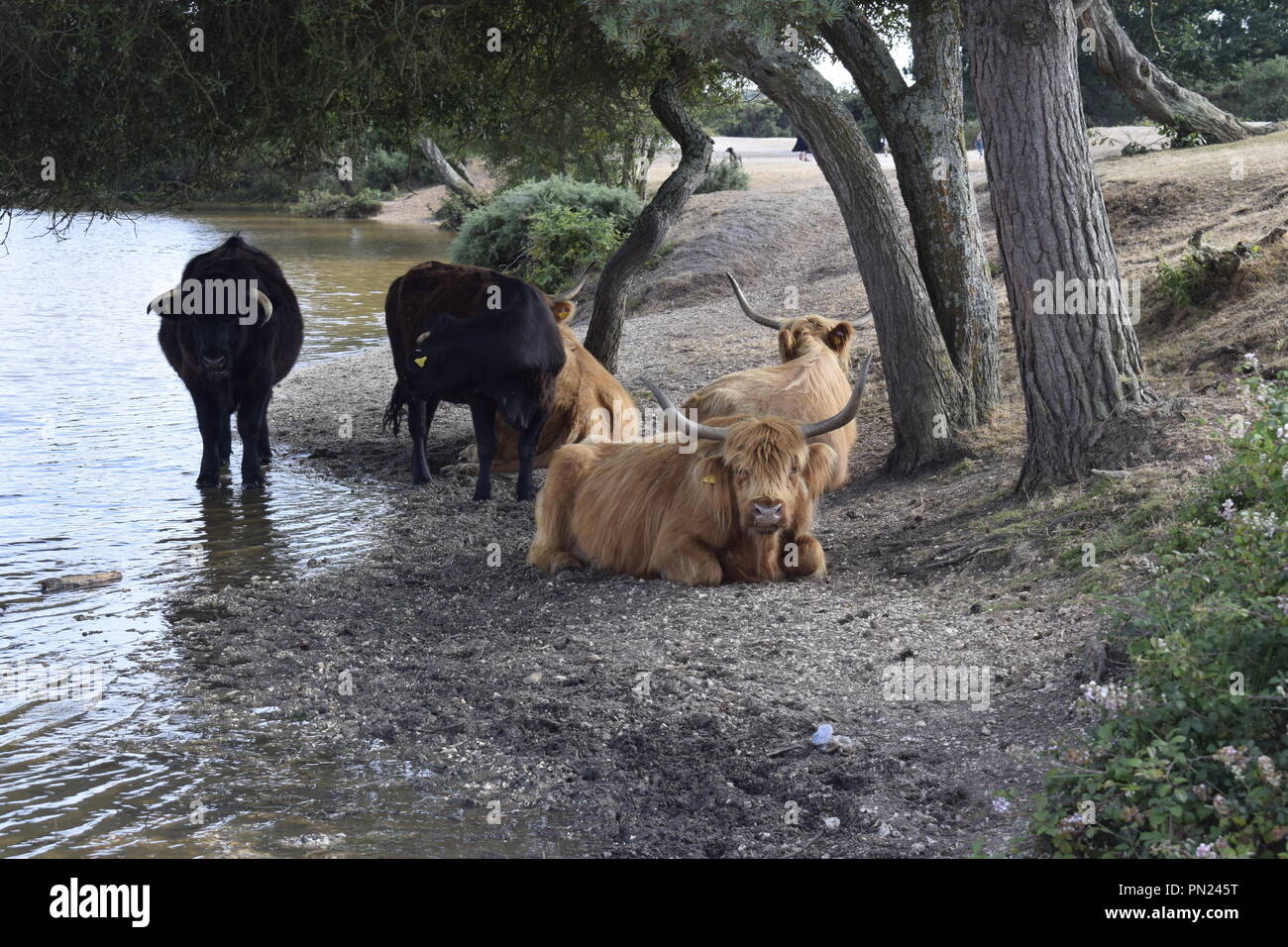 Cattle in new forest hi-res stock photography and images - Alamy