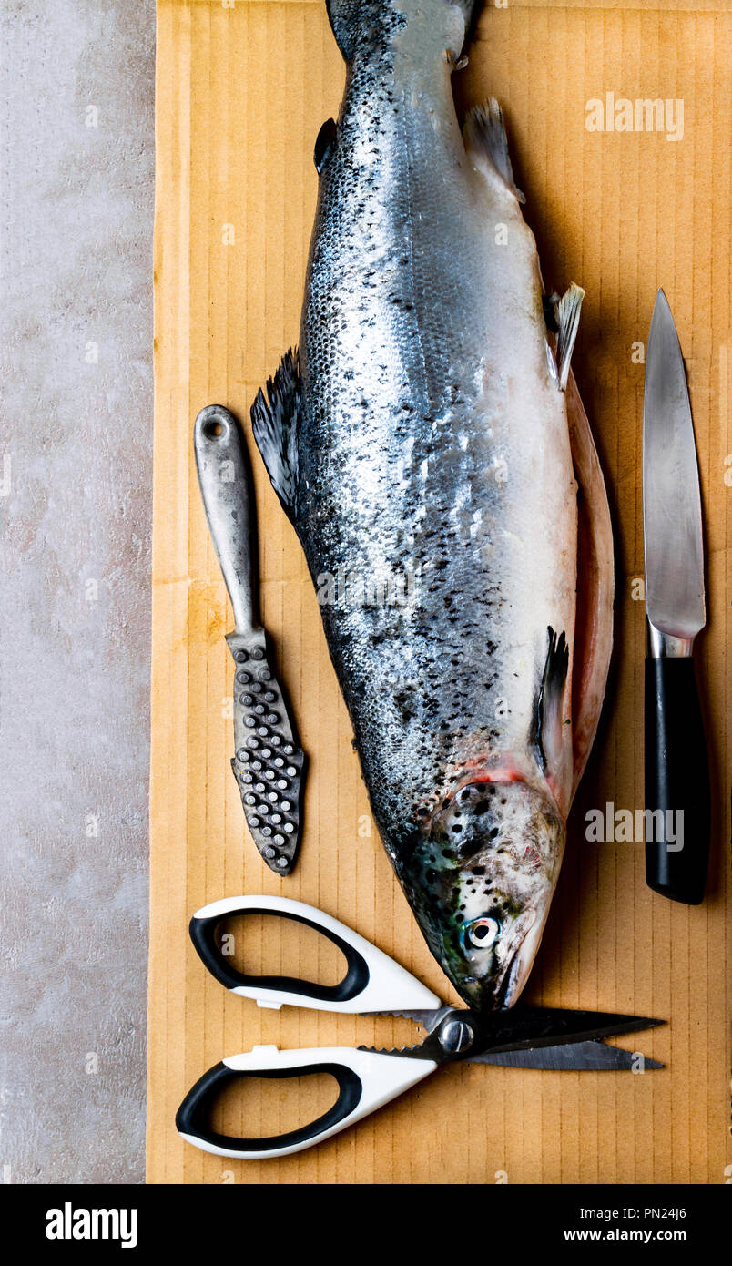 Large fresh salmon, knife and scissors. Preparation for cutting fish ...