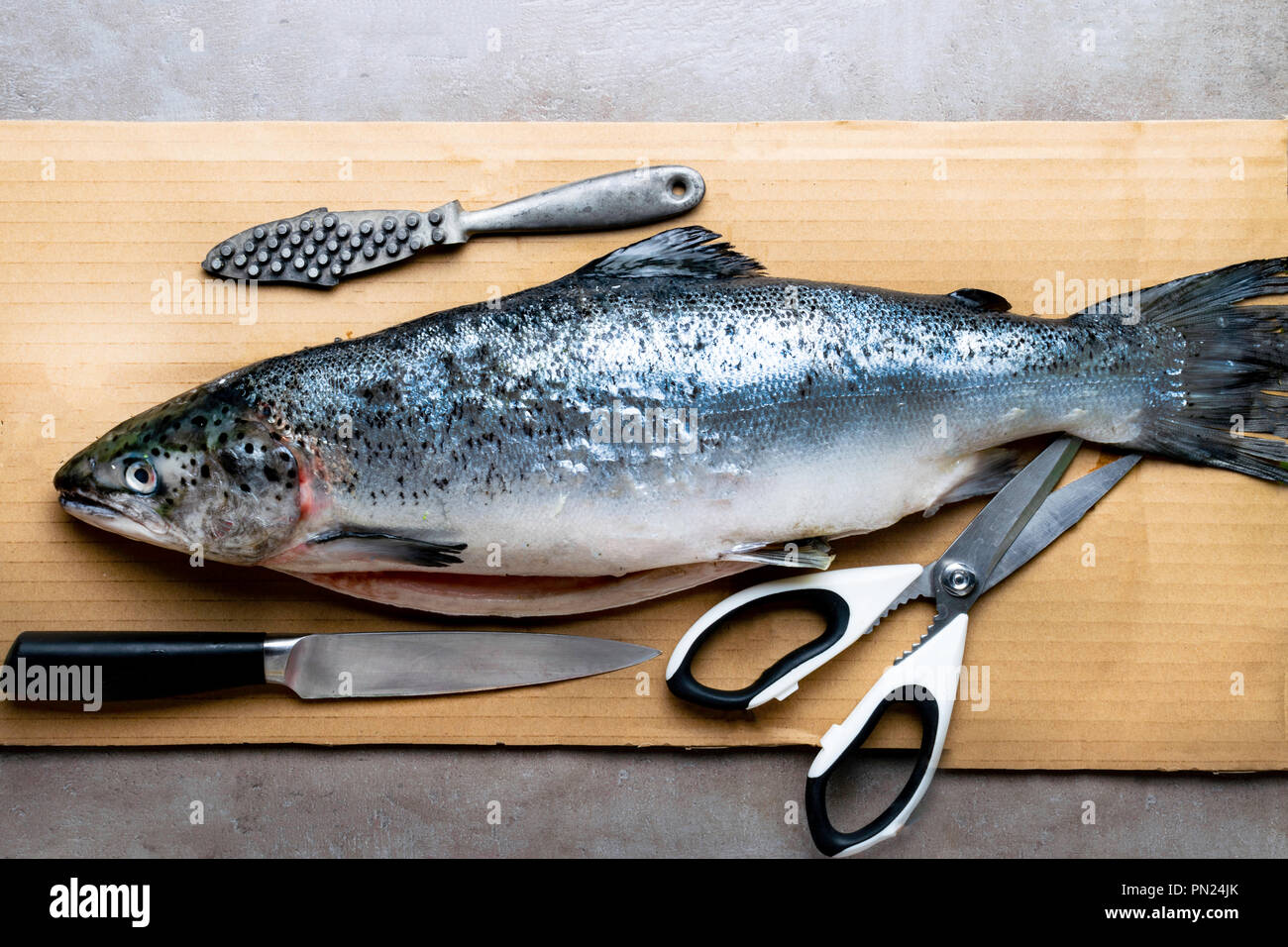 Large fresh salmon, knife and scissors. Preparation for cutting fish ...