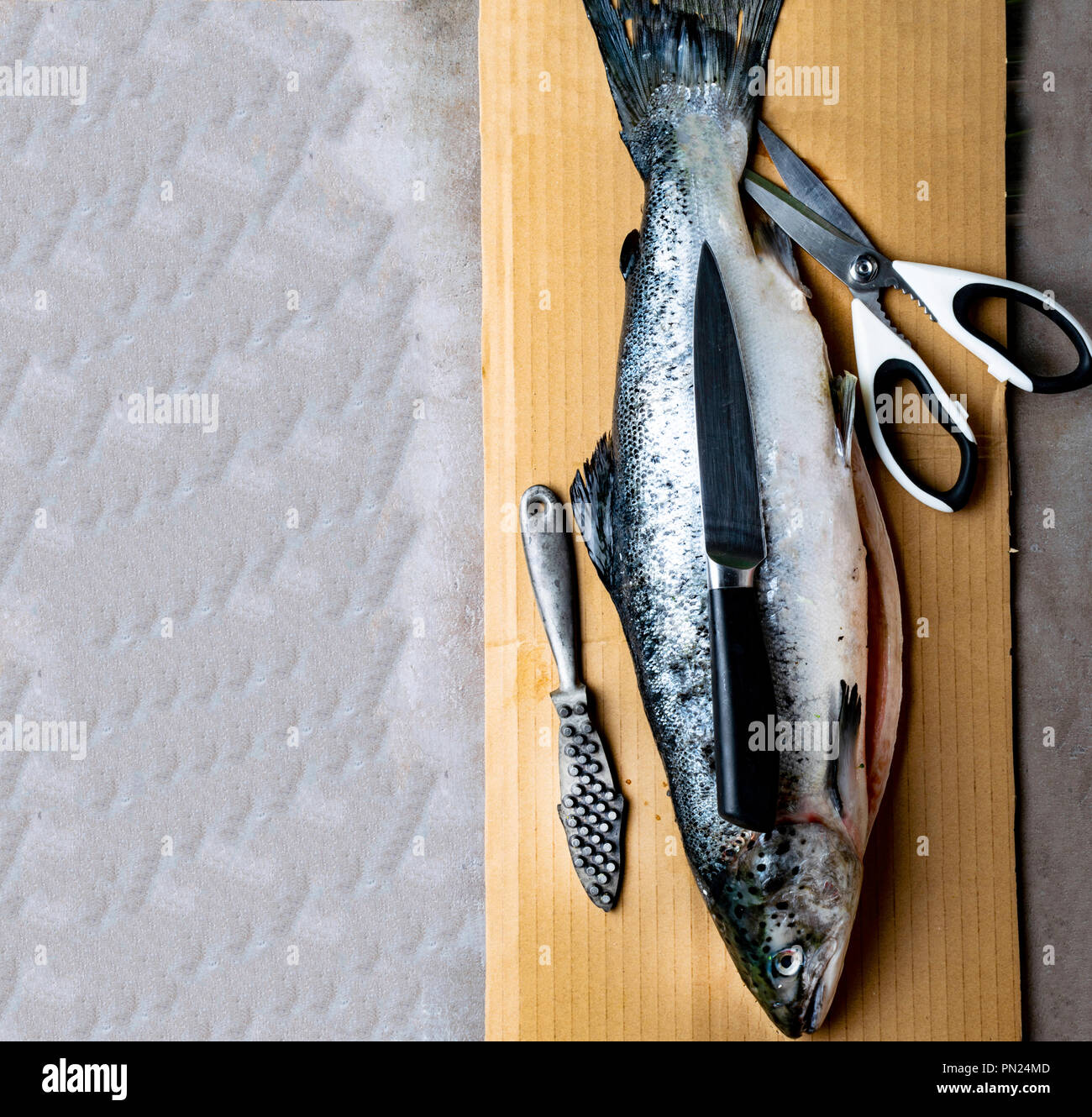 Large fresh salmon, knife and scissors. Preparation for cutting fish ...