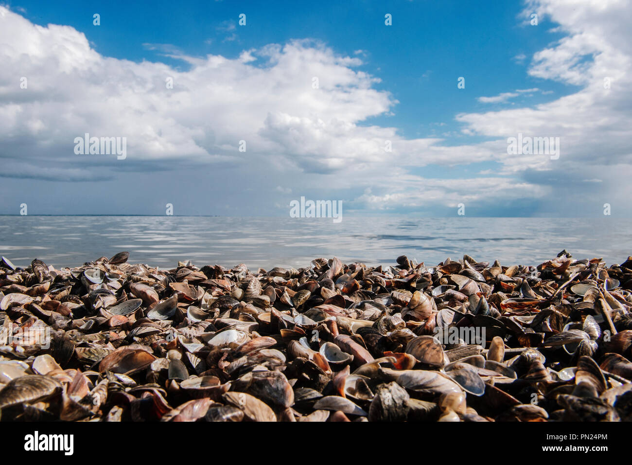 Seashell ocean sea shells hi-res stock photography and images - Alamy