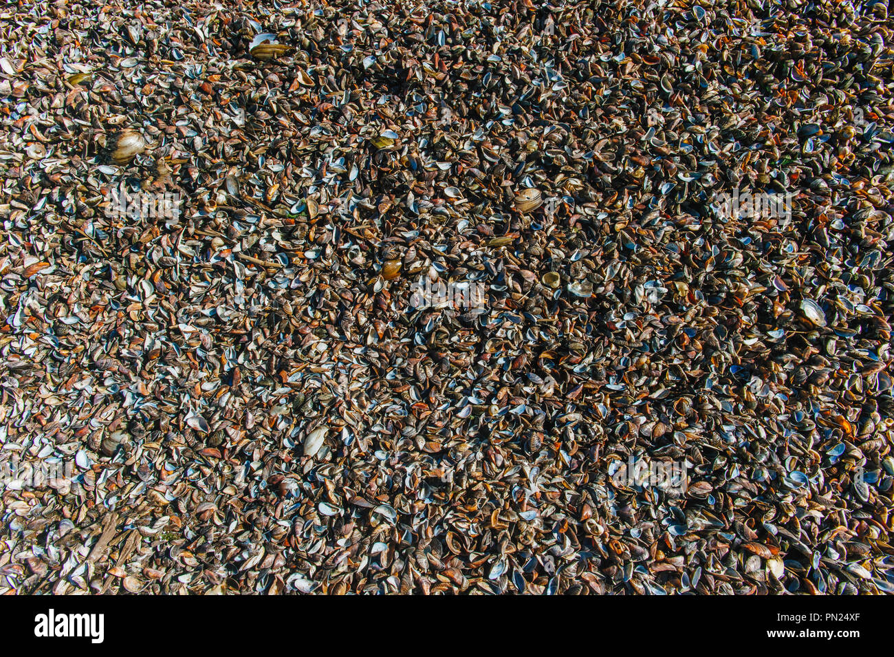 Natural sand and assorted shells, pebbles - background texture Stock ...