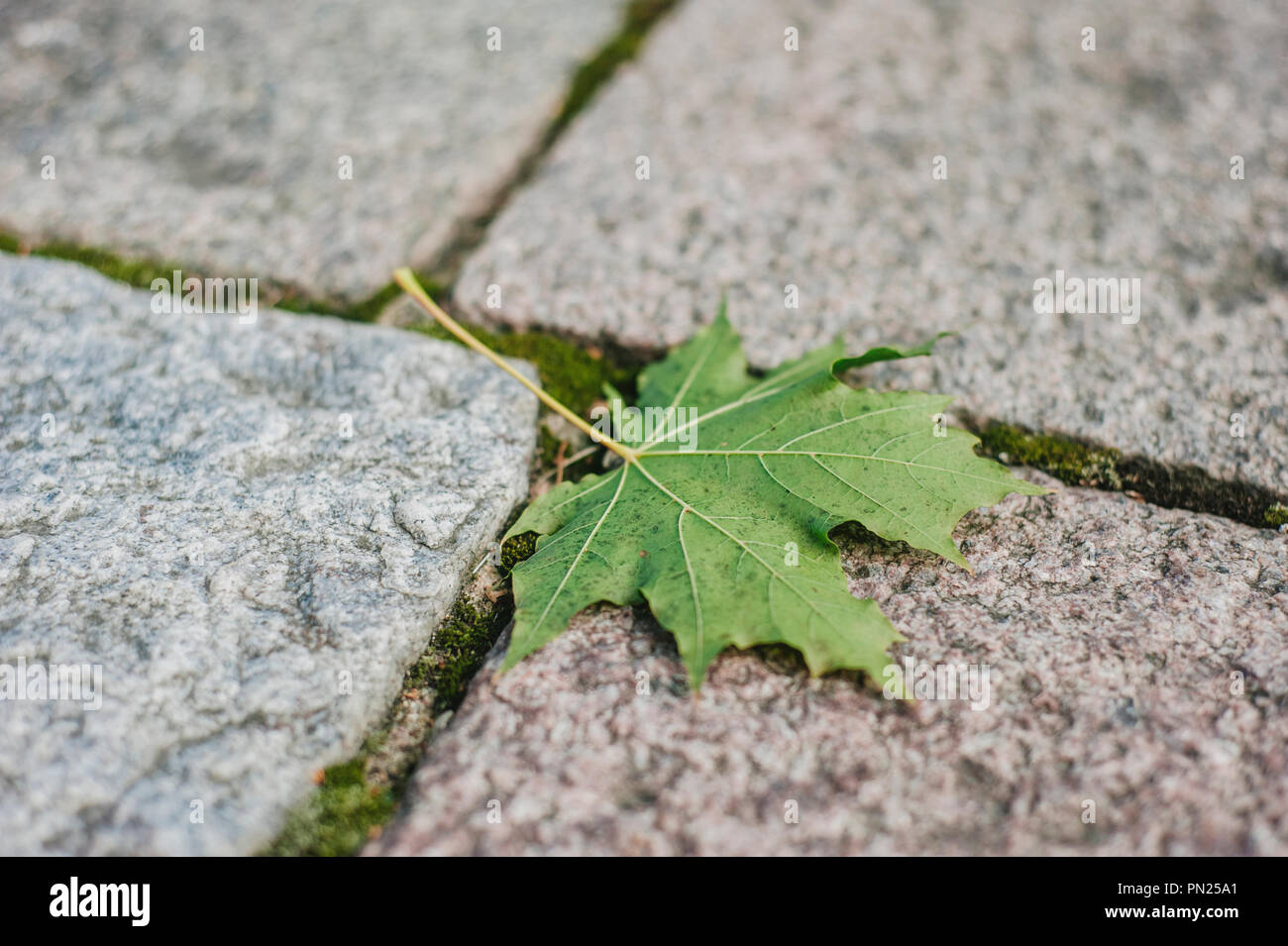 Maple tree on sidewalk hi-res stock photography and images - Alamy