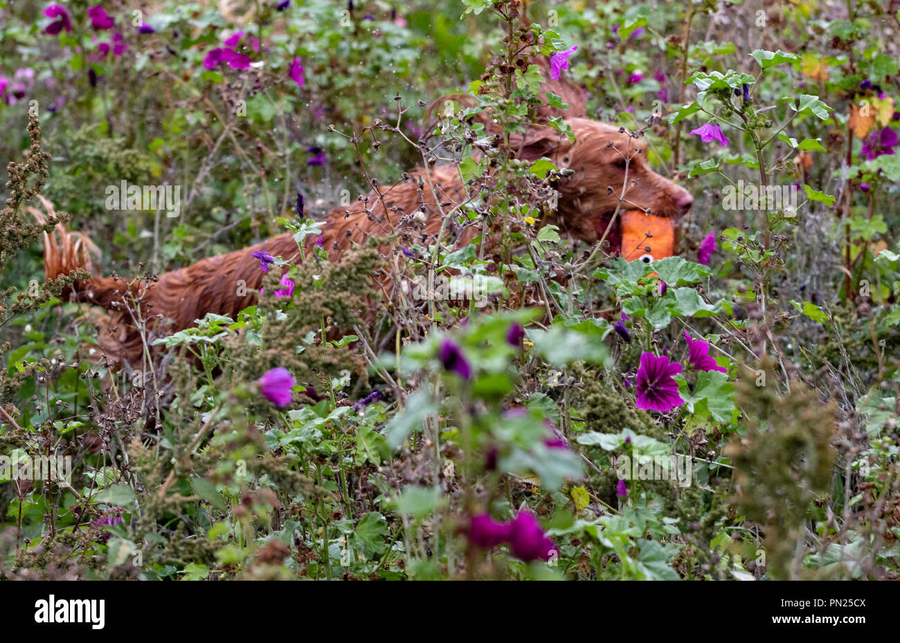 Working Springer and Cocker Spaniels gun dogs competing in a test trail ...