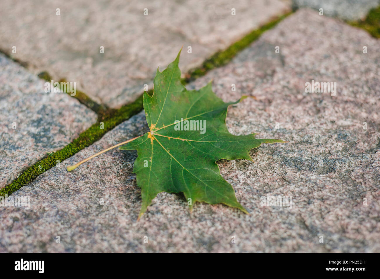 Maple tree on sidewalk hi-res stock photography and images - Alamy