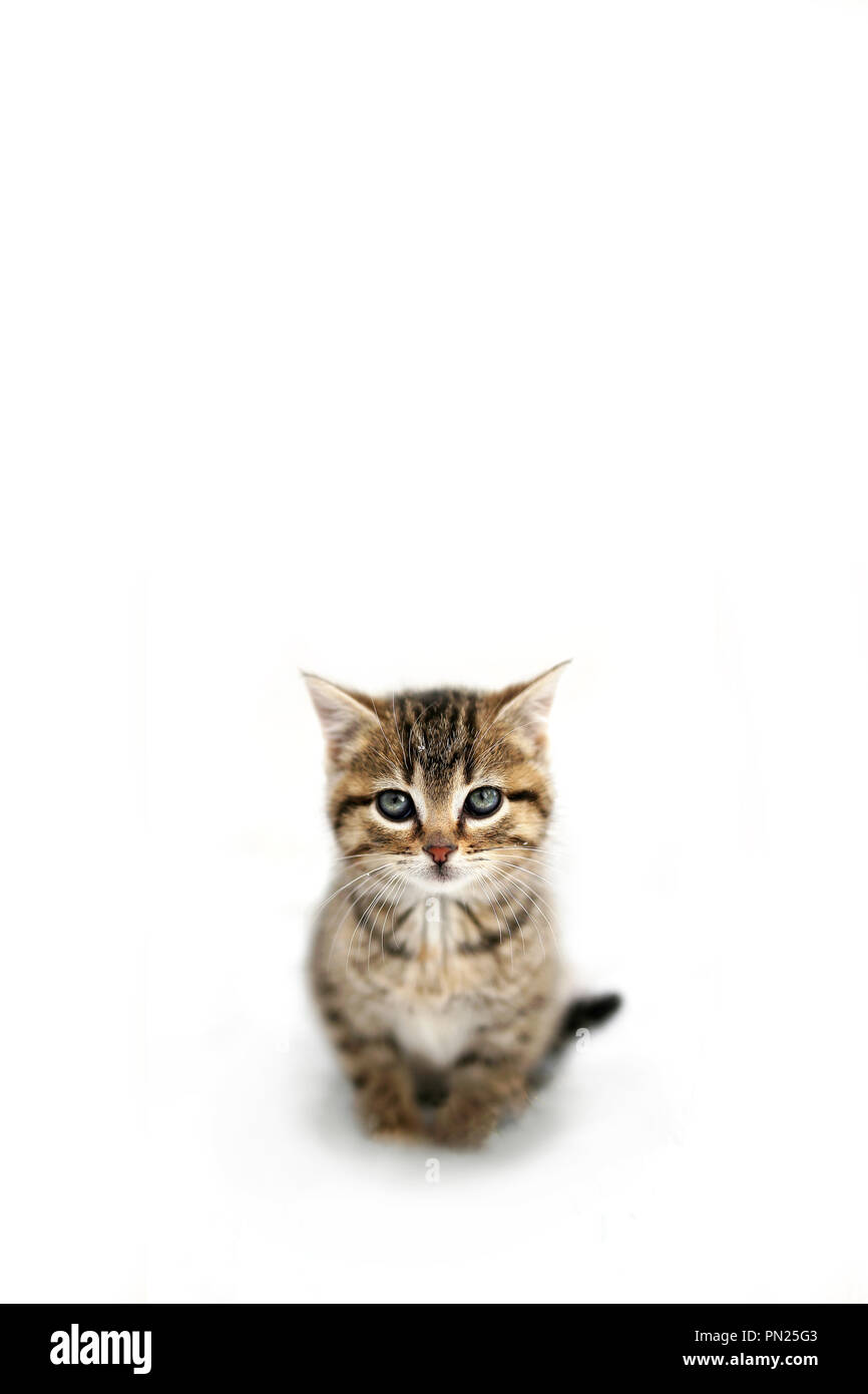 Cute winter black cat Cut Out Stock Images & Pictures - Alamy