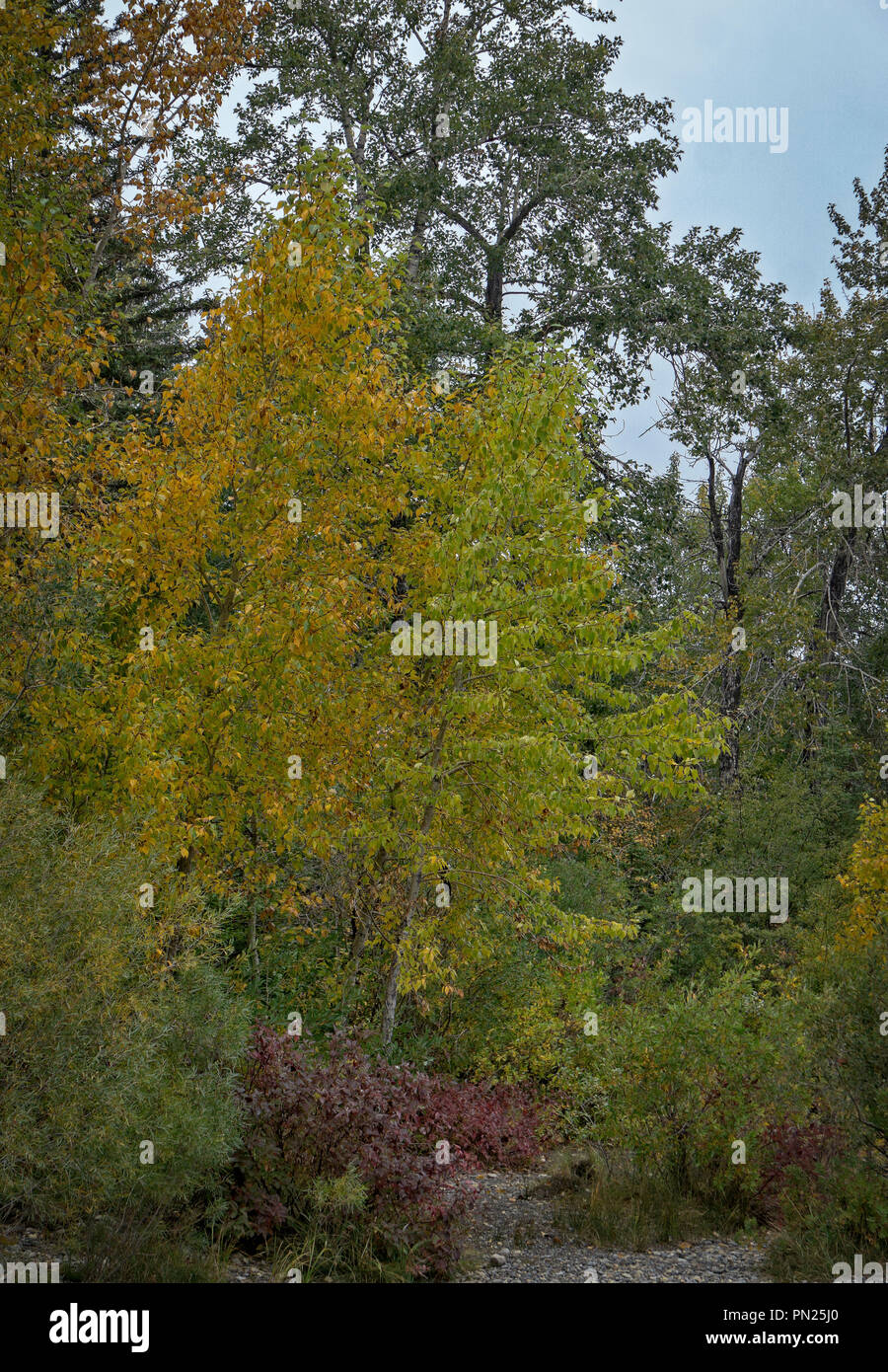 Leaves Edworthy Park Calgary Alberta Canada Stock Photo - Alamy