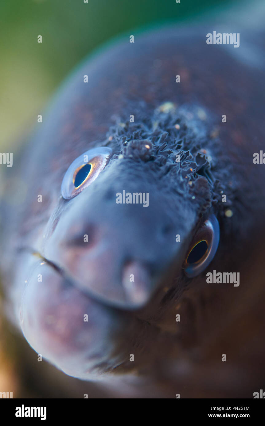 A Mediterranean moray (Muraena helena) fish portrait in Ses Salines ...