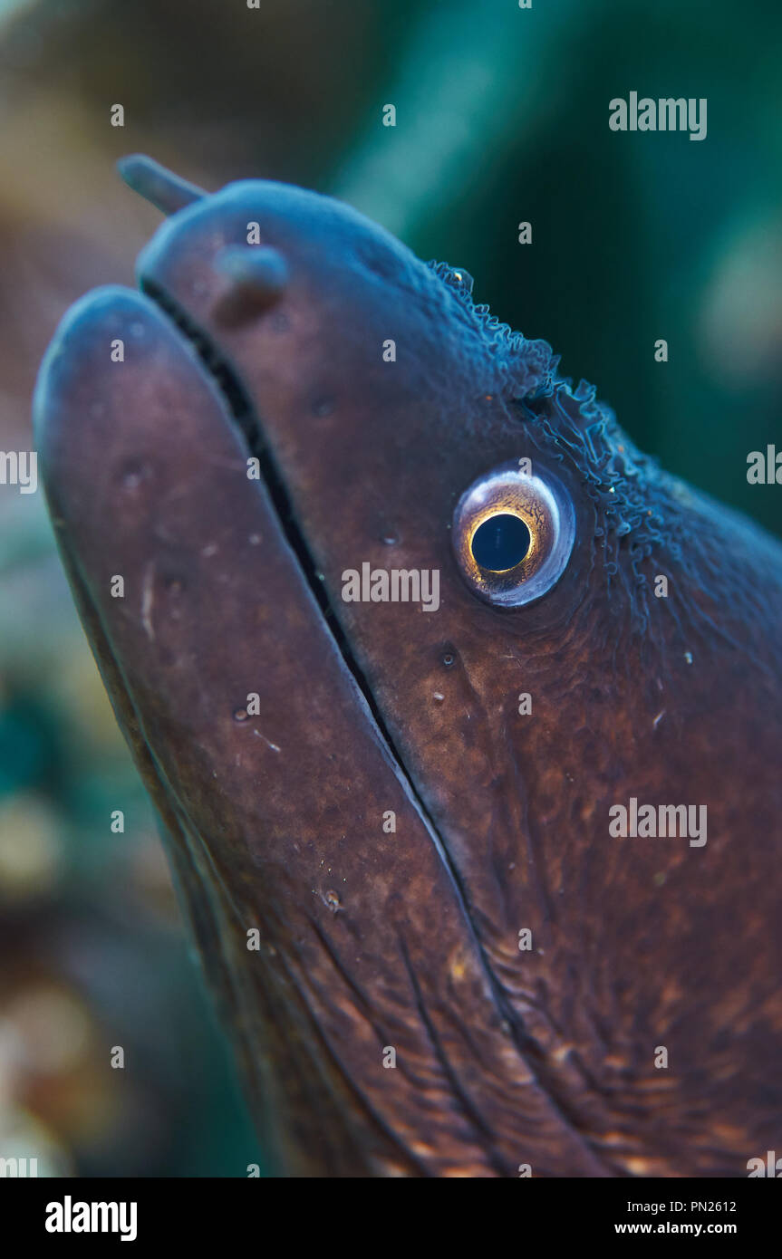 A Mediterranean moray (Muraena helena) fish portrait in Ses Salines ...