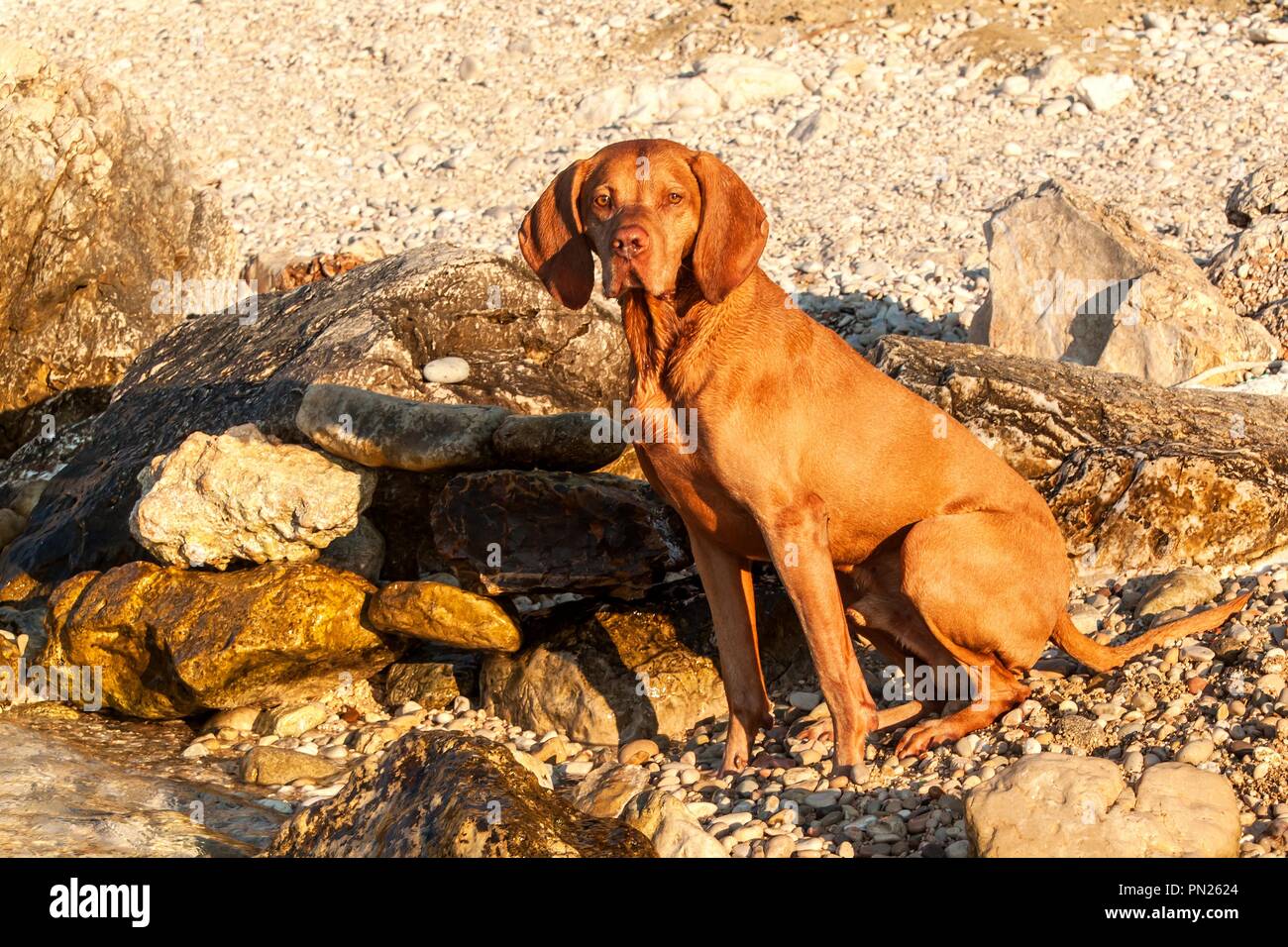 Hungarian water dogs hi-res stock photography and images - Alamy