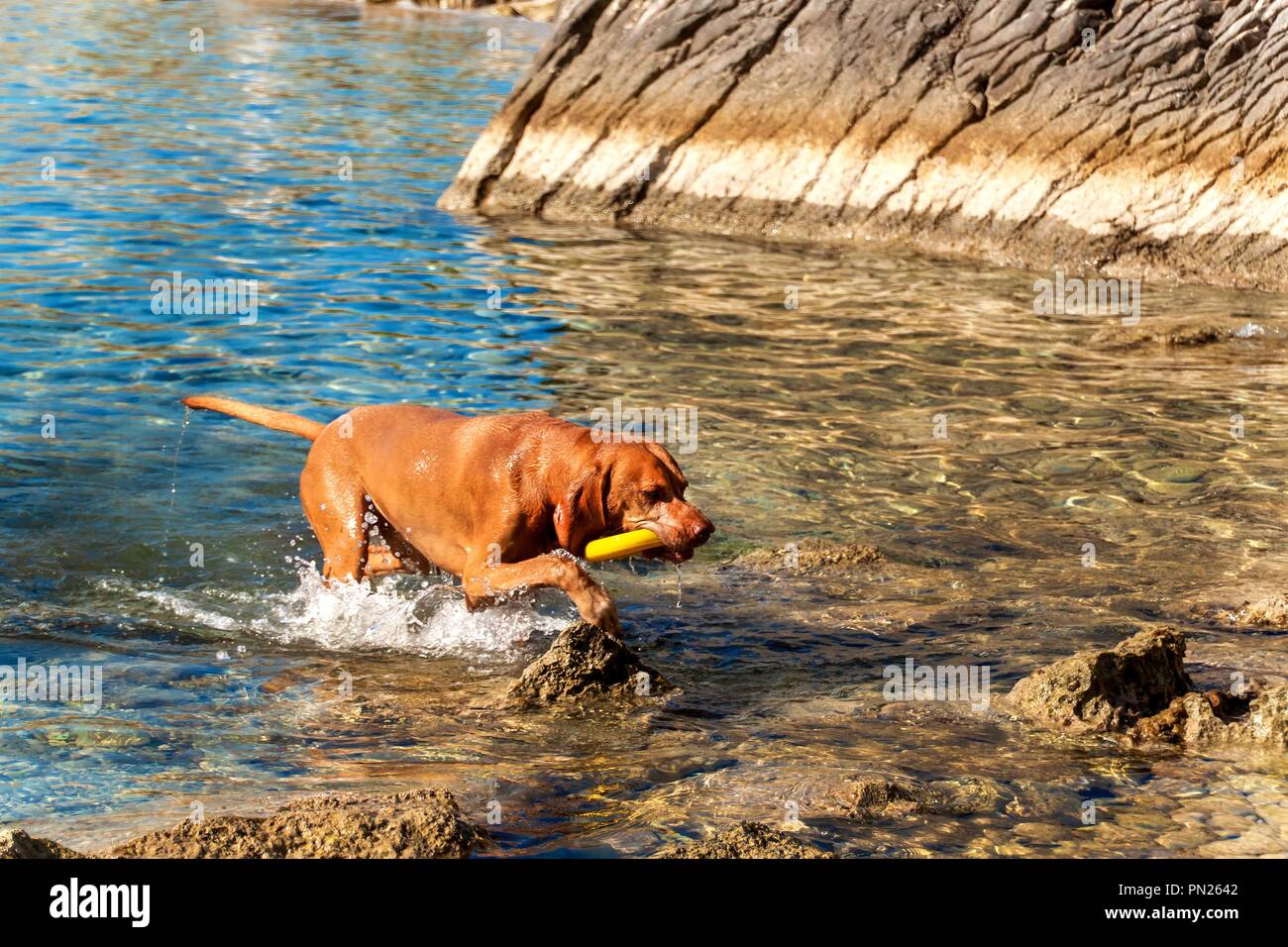 Hungarian water dogs hi-res stock photography and images - Alamy