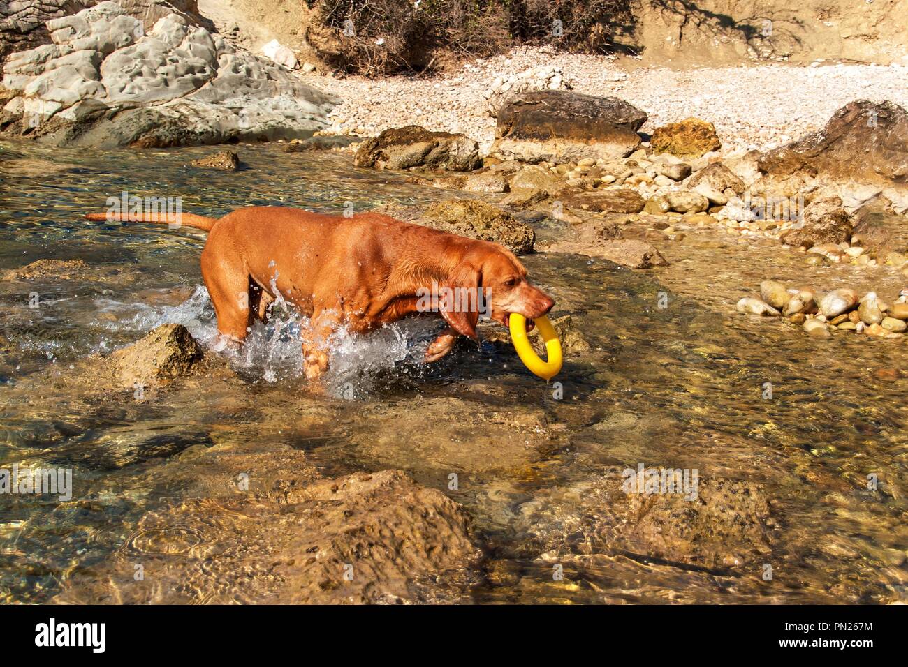 Hungarian water dogs hi-res stock photography and images - Alamy