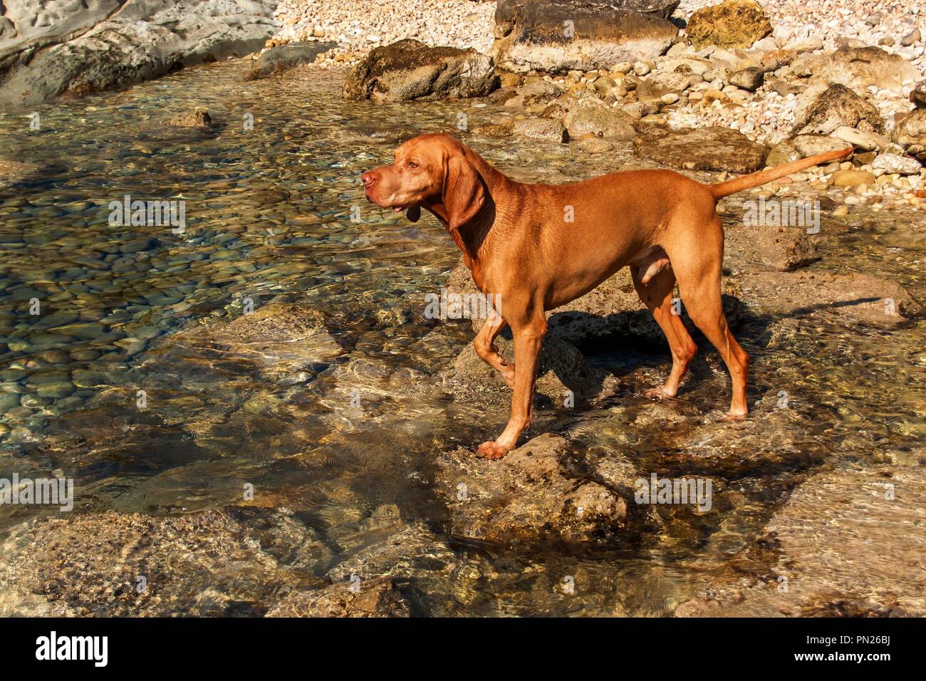 Hungarian water dogs hi-res stock photography and images - Alamy