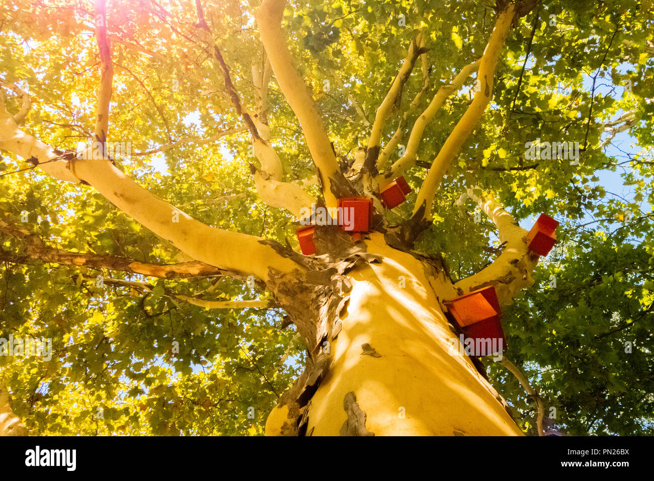 Platan Tree High Resolution Stock Photography and Images - Alamy