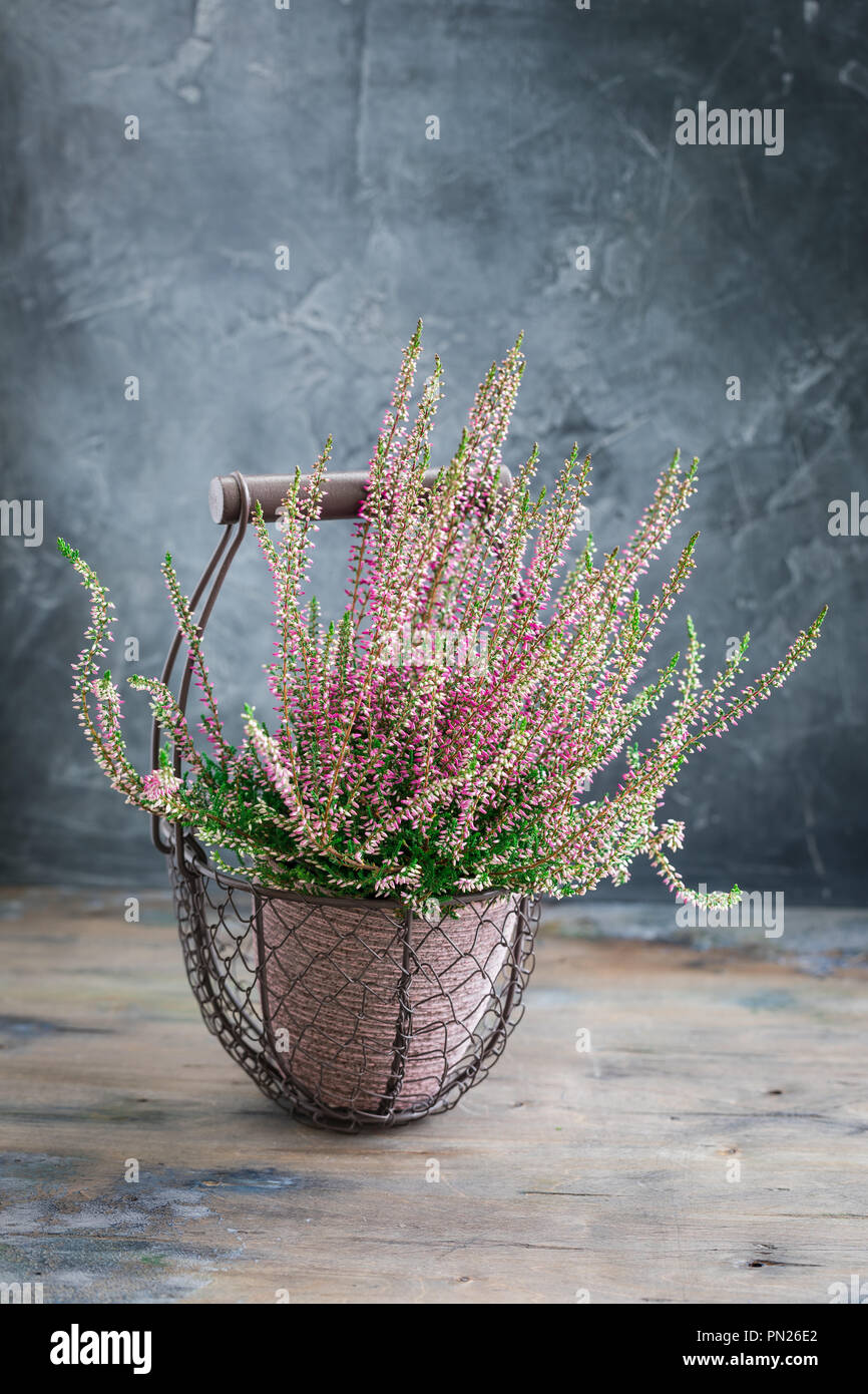 Cultivated potted pink calluna vulgaris or common heather flowers ...