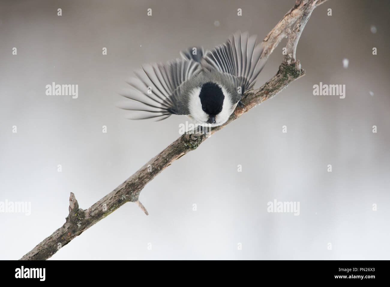 Willow tit (Poecile montanus) spread its wings, ready to fly for food ...