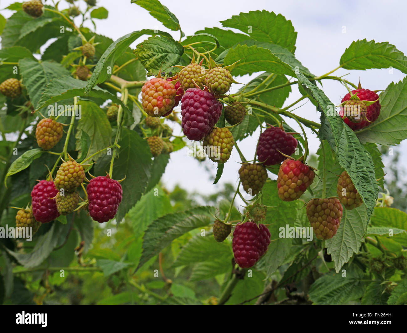 Autumn fruiting raspberry Stock Photo - Alamy