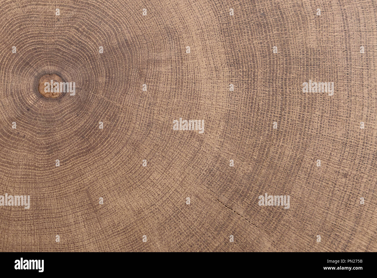 Growth rings oak oak forest hi-res stock photography and images - Alamy