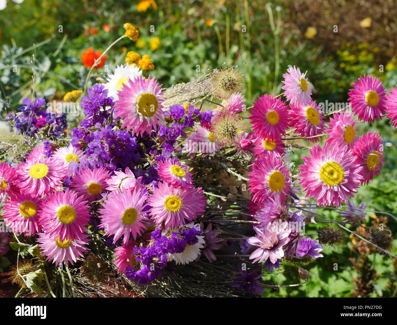 Everlasting flowers hi-res stock photography and images - Alamy