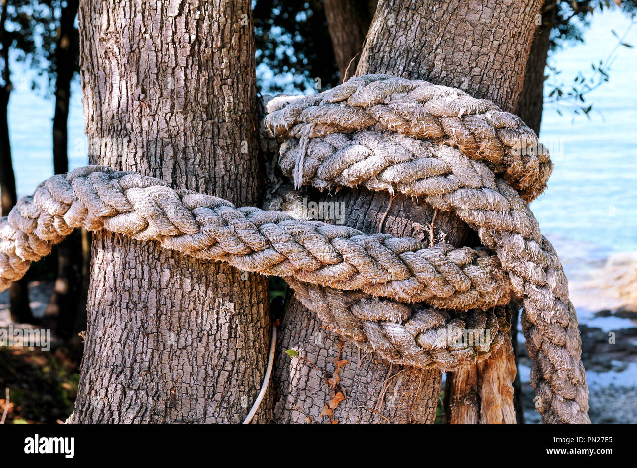 Rope around tree hi-res stock photography and images - Alamy