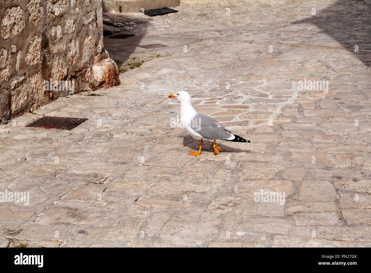 Single seagull in the street as a background. White bird seagull posing ...