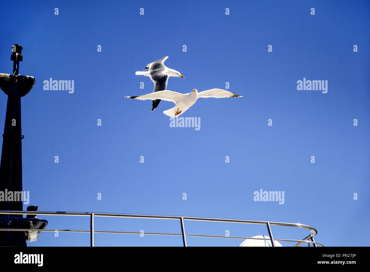 Bird seagull flying in the sky over the sea. White bird seagull flying ...