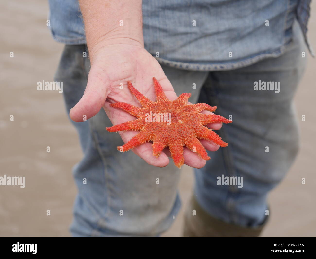 Sunstar starfish, Crossaster papposus in hand Stock Photo - Alamy