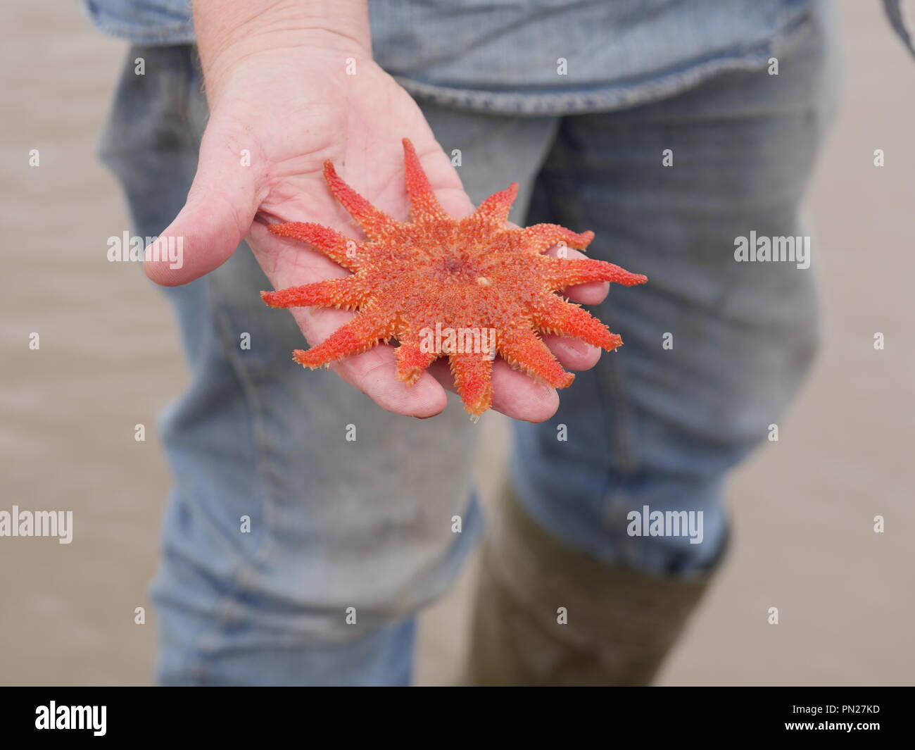 Sunstar starfish hi-res stock photography and images - Alamy