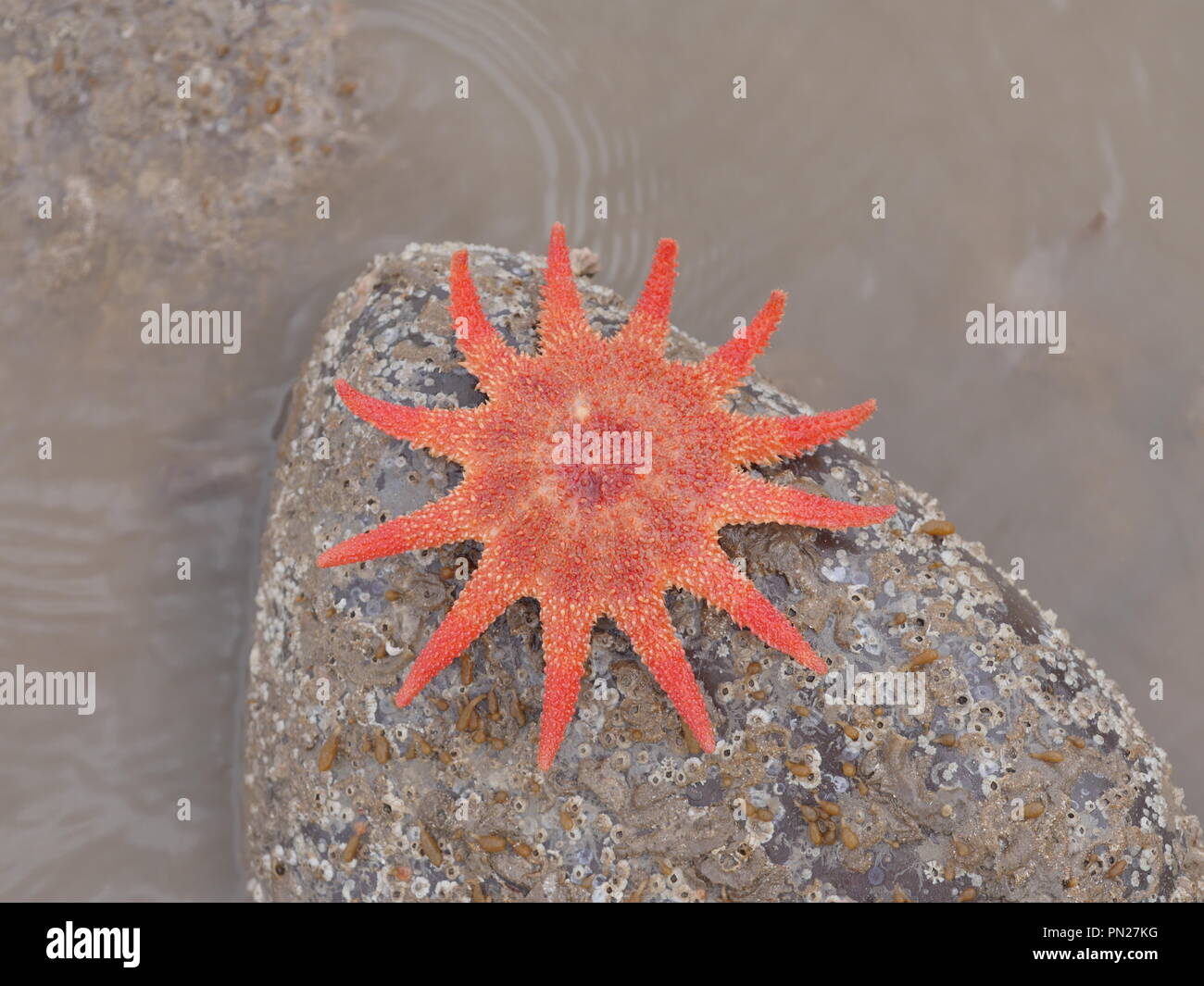 Sunstar starfish hi-res stock photography and images - Alamy