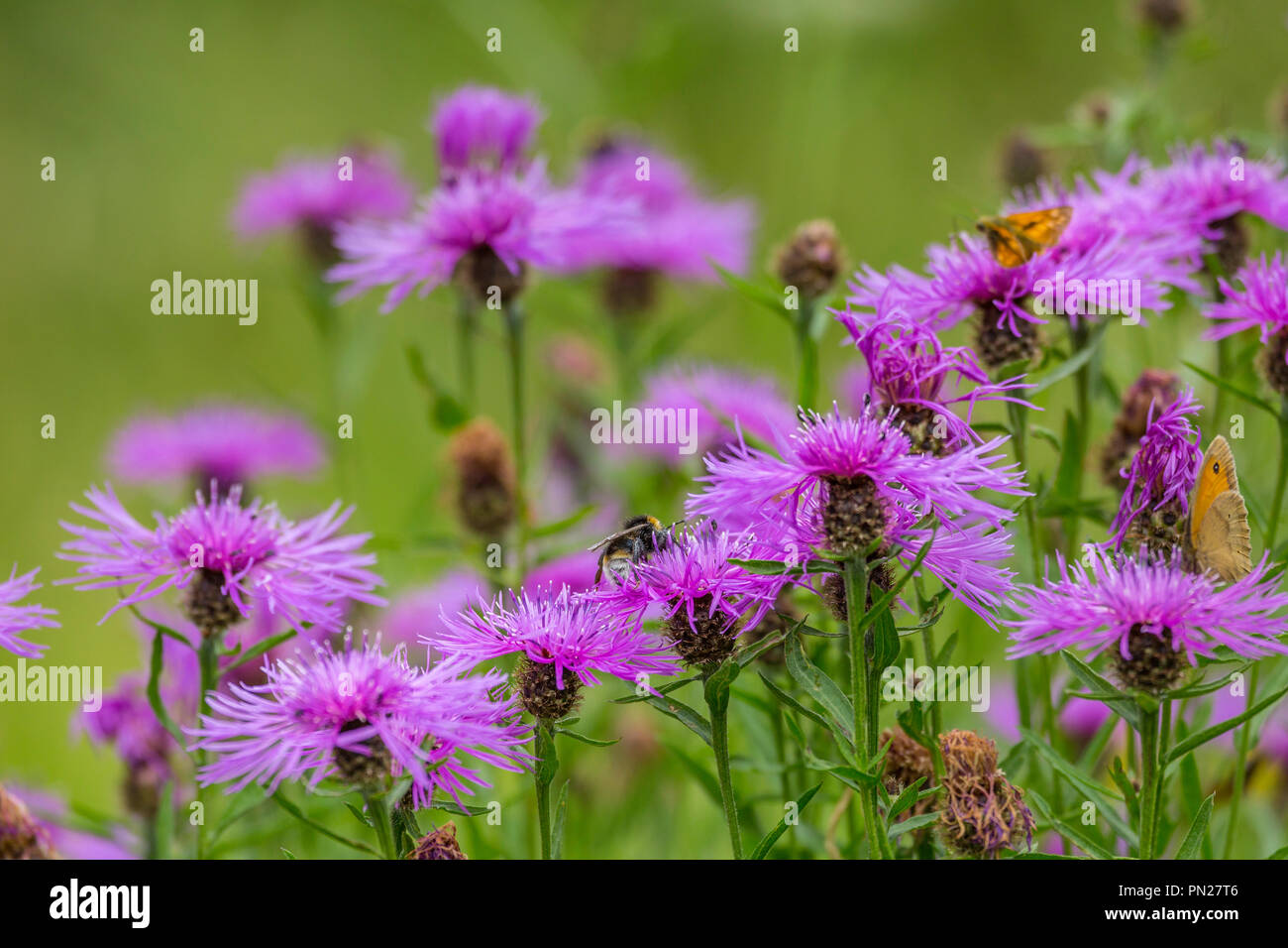 Common Knapweed, Centaurea nigra, is attractive to many kinds of ...