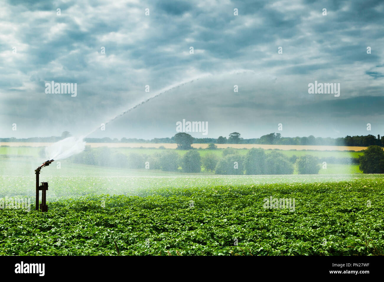 Water being sprayed on a field of potatoes Stock Photo - Alamy