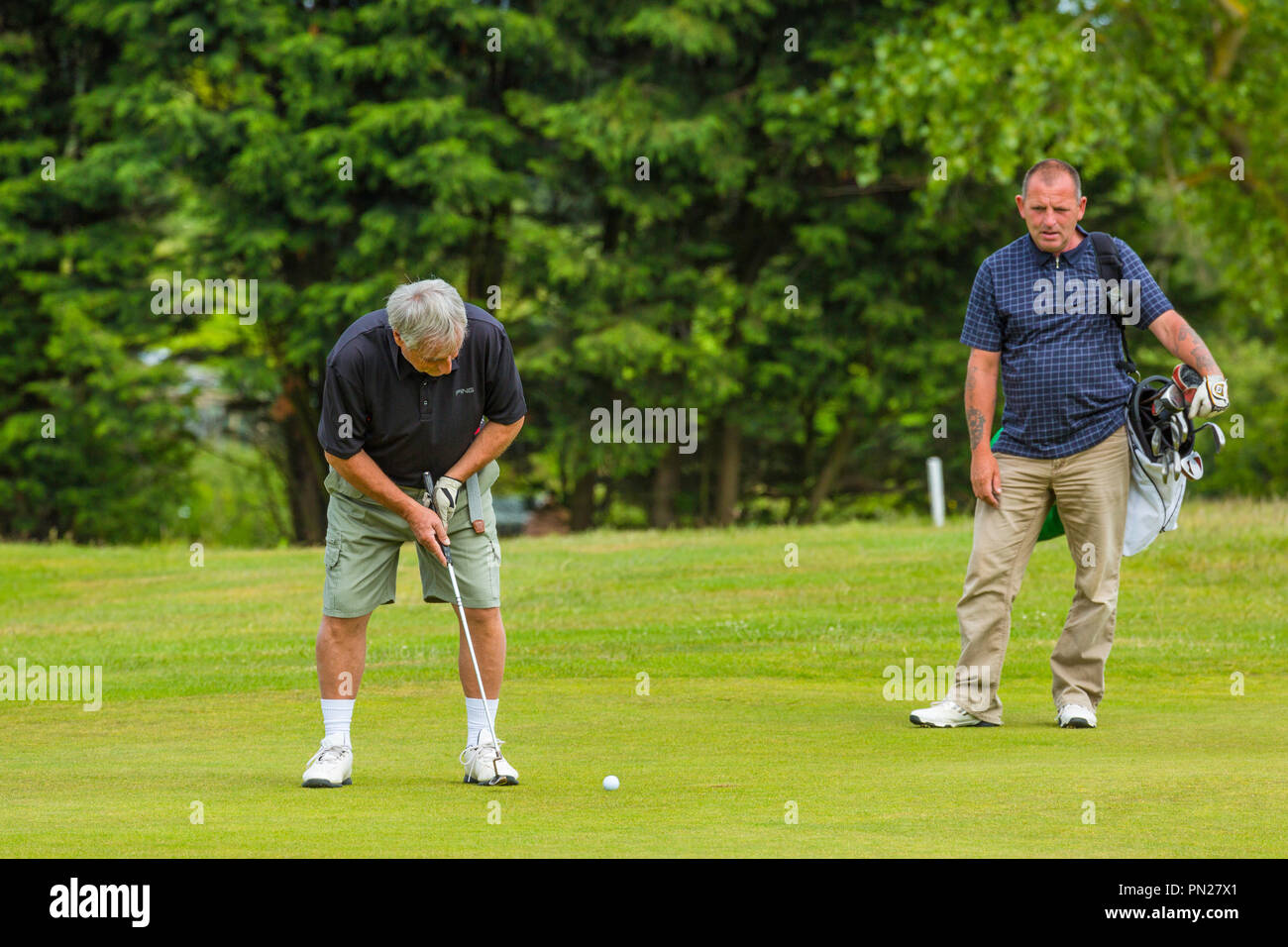A golfer putting Stock Photo - Alamy