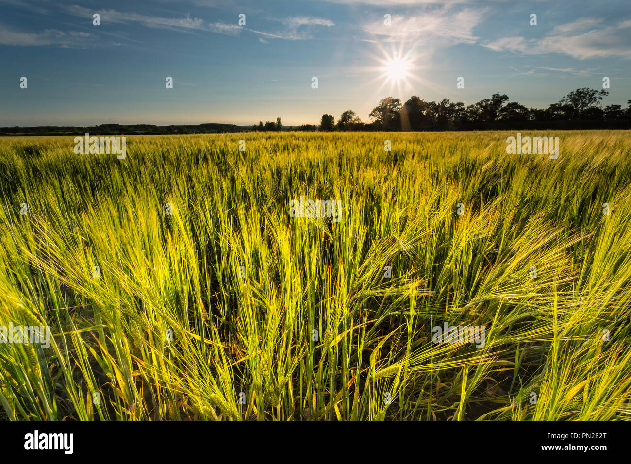 Barley field at sunset hi-res stock photography and images - Alamy