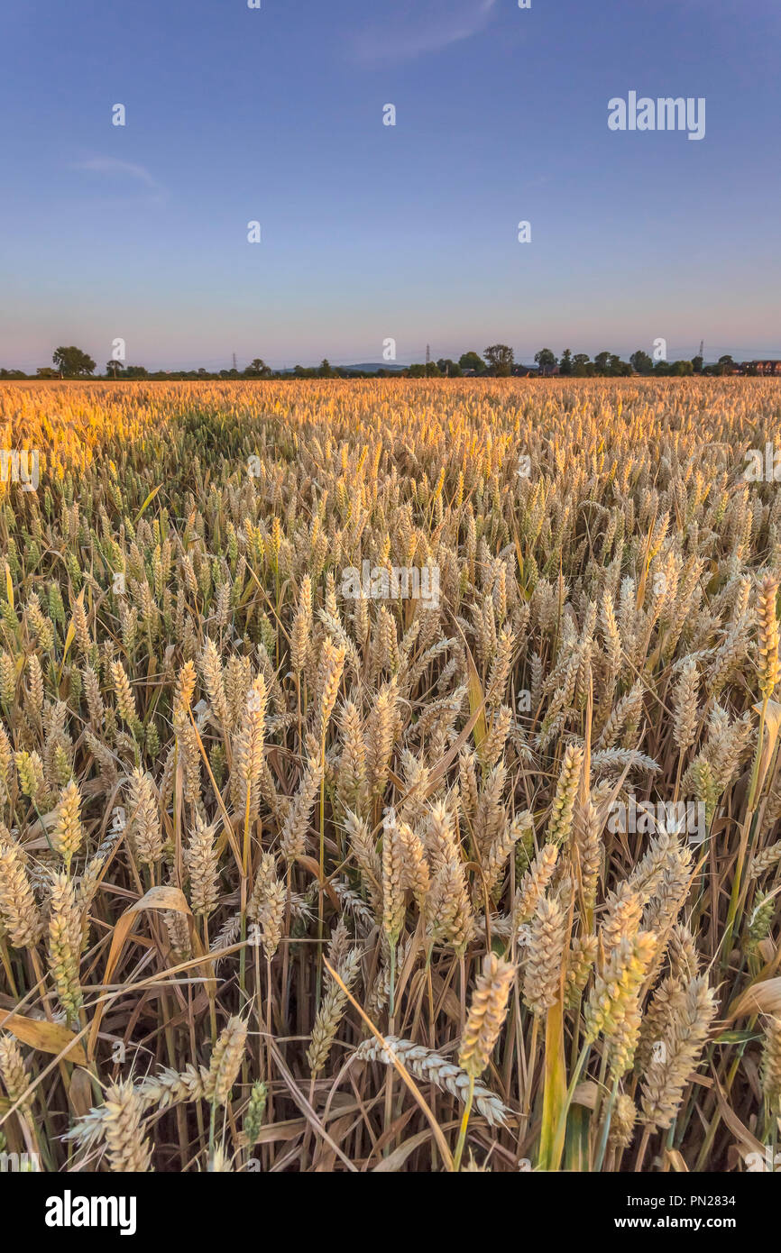A wheatfield almost ready for the combine Stock Photo - Alamy