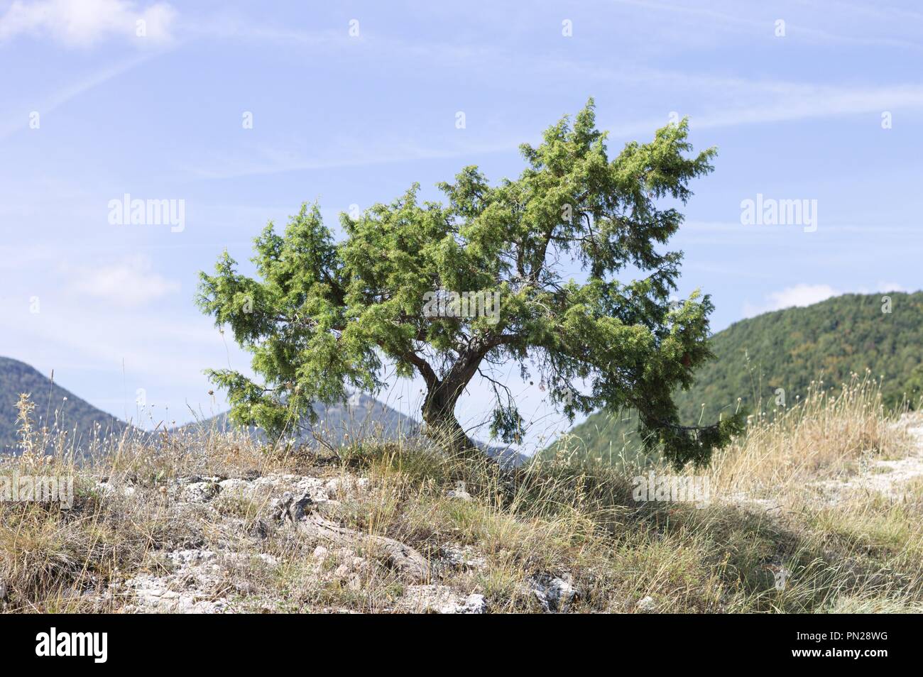 Isolated tree in the italian countryside (Marche, Italy, Europe Stock ...