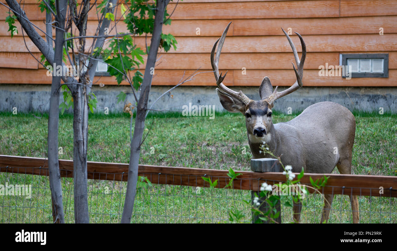 9 Point Mule Deer Buck who was not scared of me in the least Stock ...