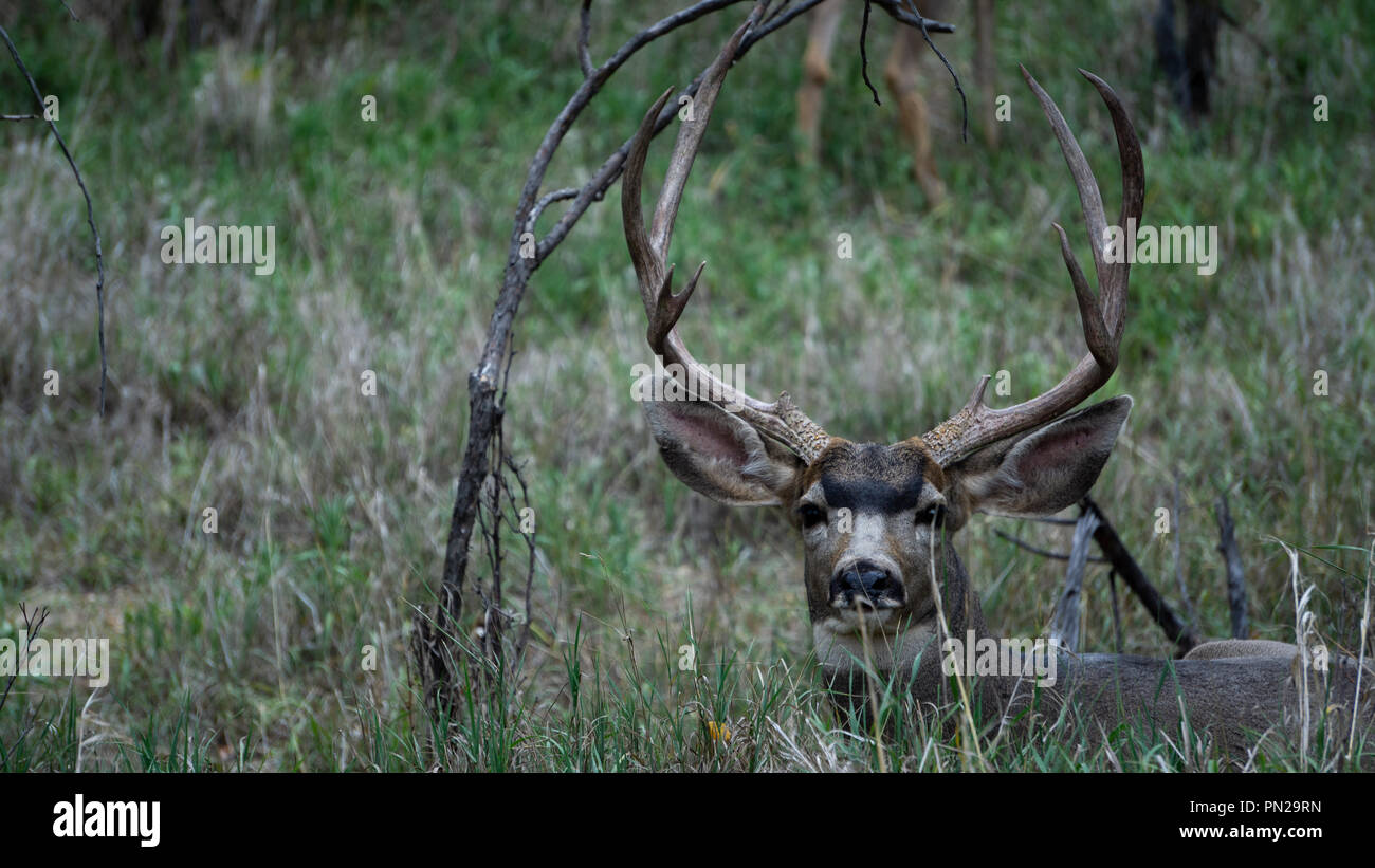 9 Point Mule Deer Buck who was not scared of me in the least Stock ...
