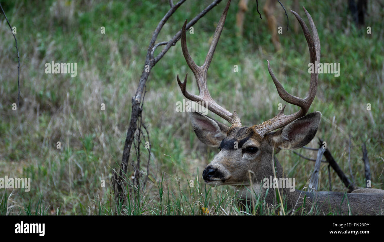 9 Point Mule Deer Buck who was not scared of me in the least Stock ...