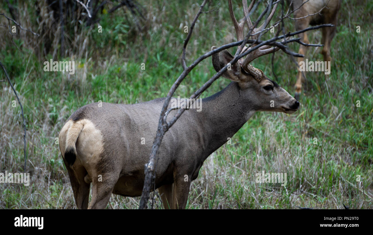 9 point buck hi-res stock photography and images - Alamy