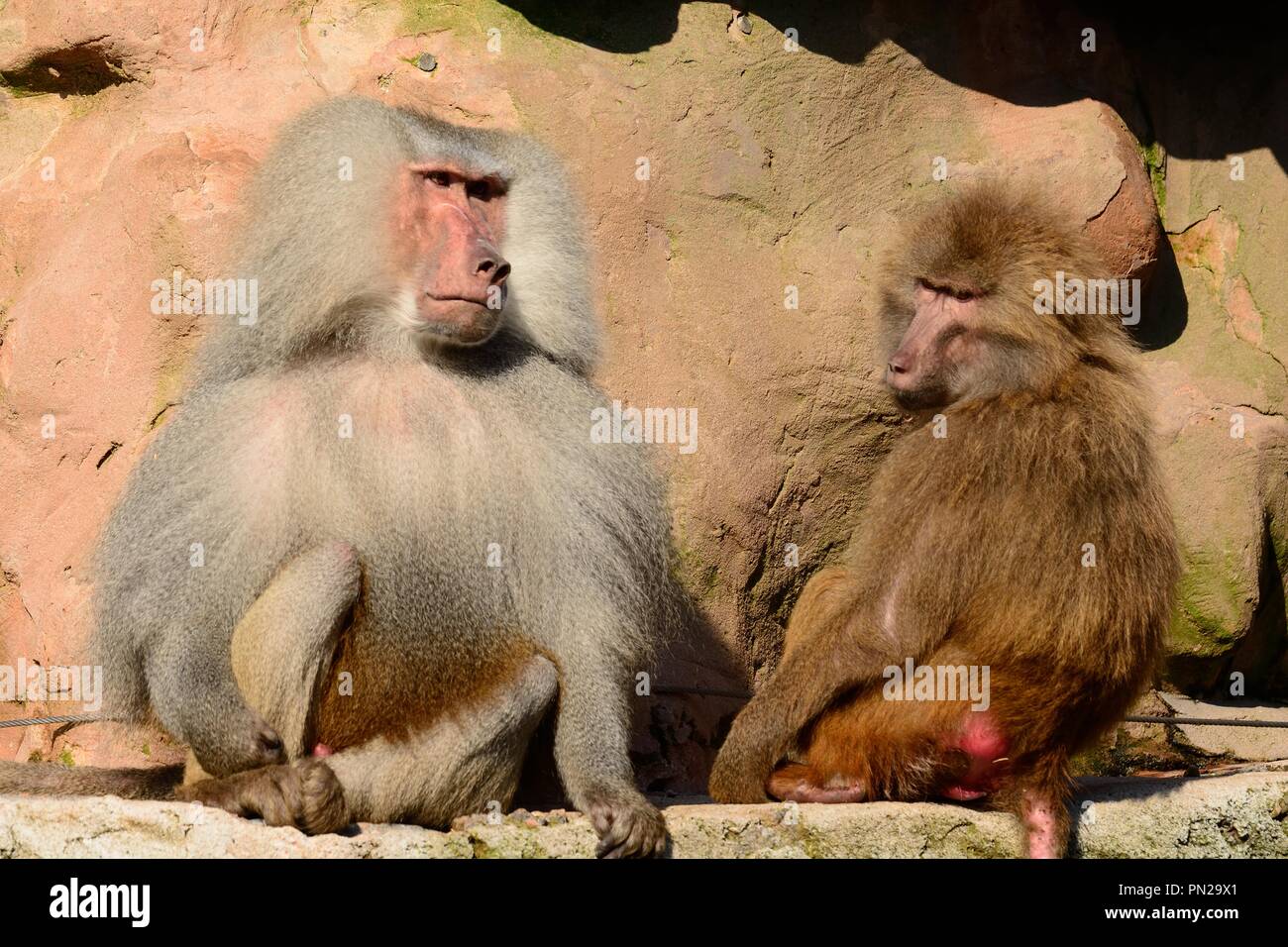 Close up of male and female hamadryas baboons (papio hamadryas) sitting ...