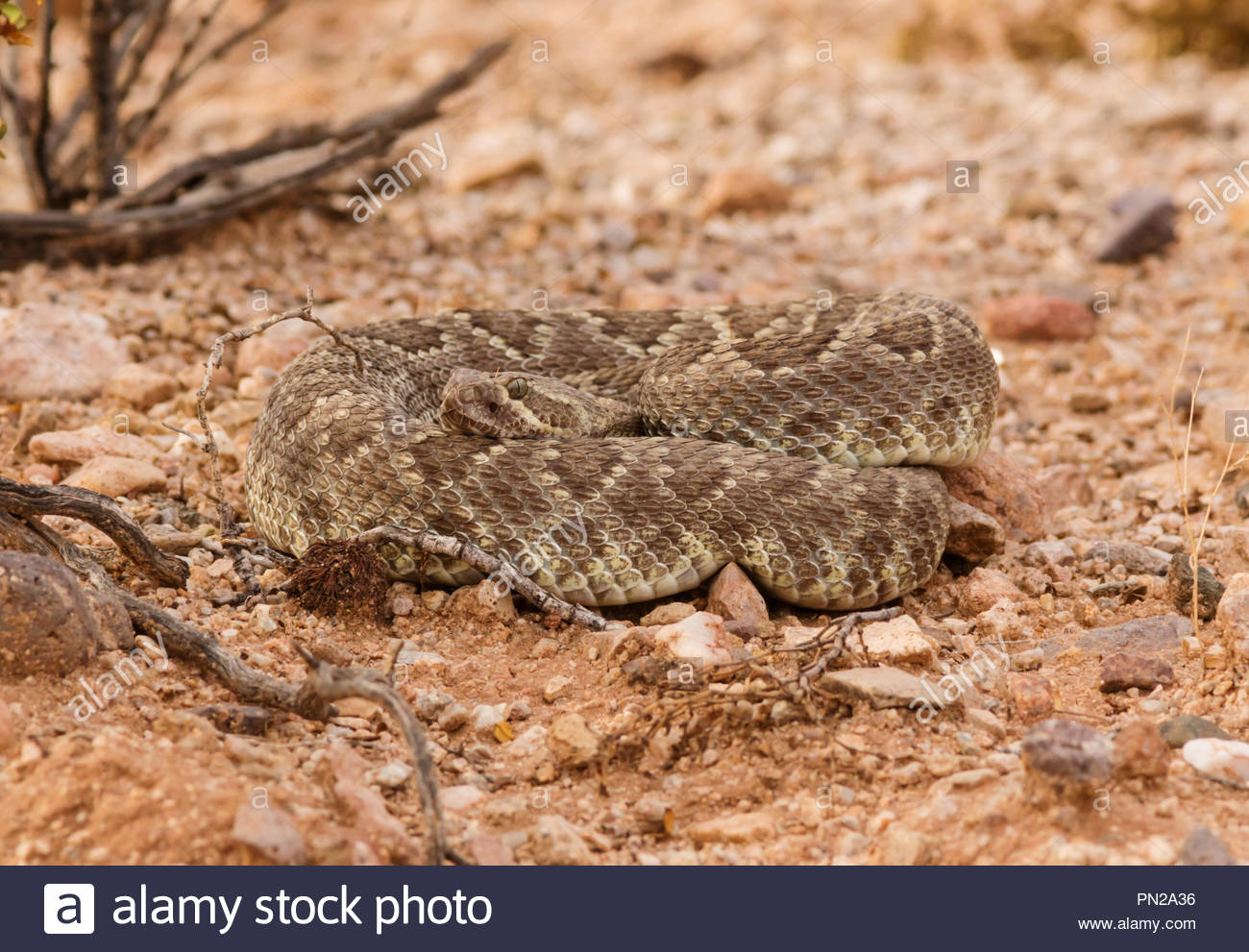 Coiled Rattle Snake High Resolution Stock Photography and Images - Alamy