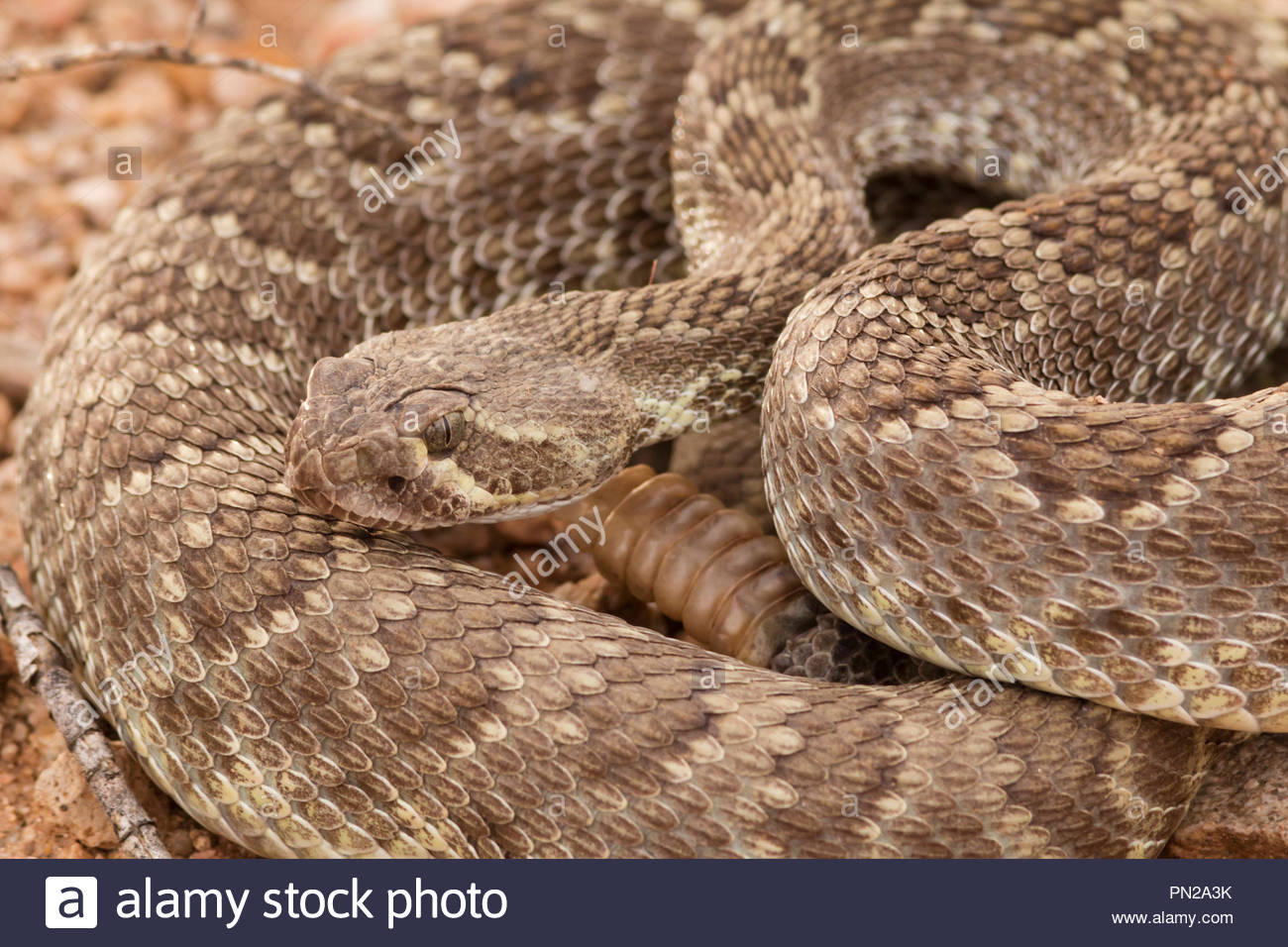 Coiled Rattle Snake High Resolution Stock Photography and Images - Alamy