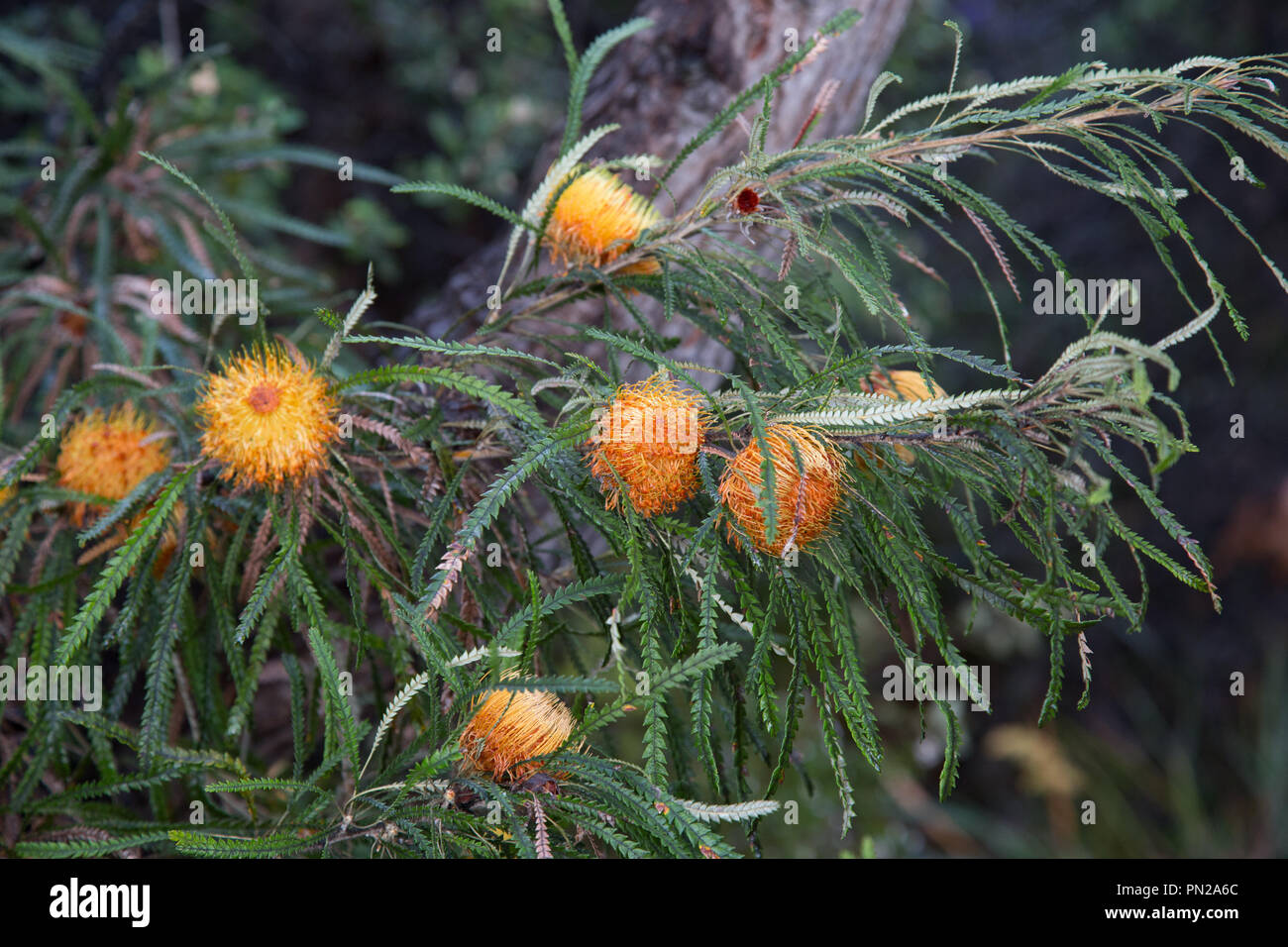 Dryandra hi-res stock photography and images - Alamy