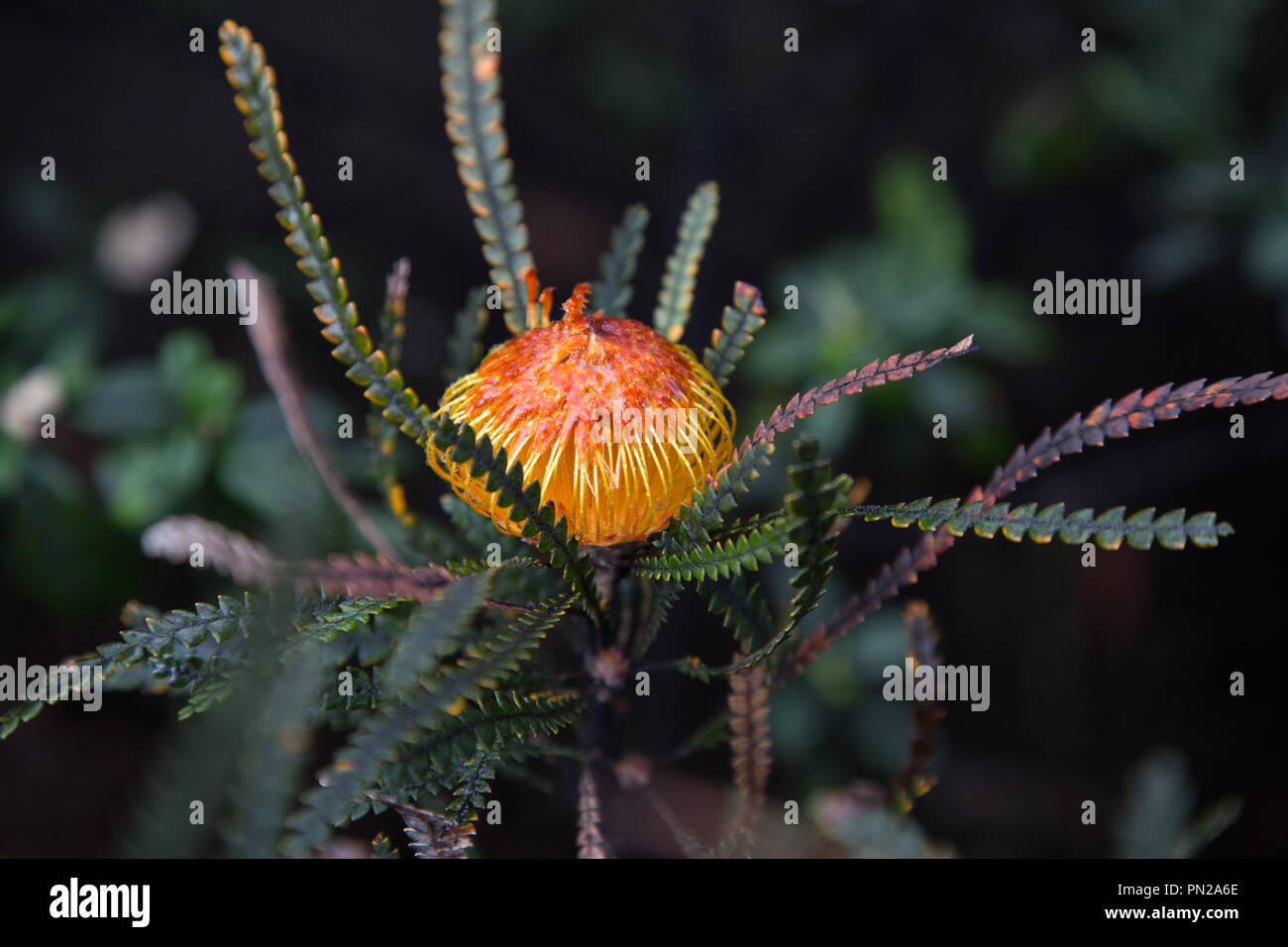 Showy Dryandra Western Australia Stock Photo - Alamy