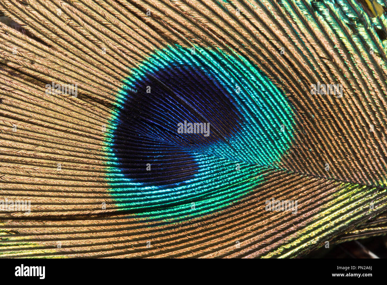 Eyespot hi-res stock photography and images - Alamy