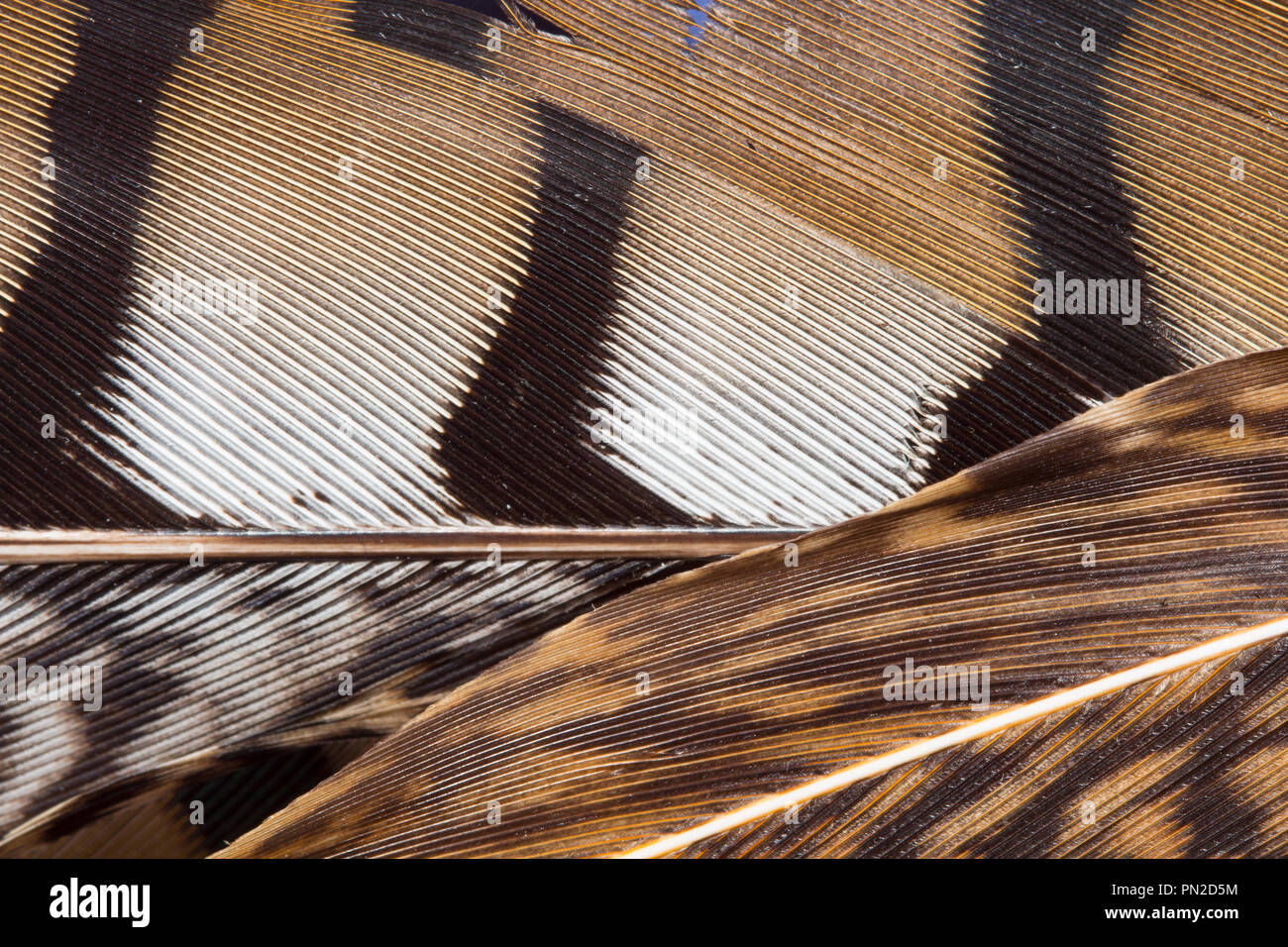 Feather pattern hi-res stock photography and images - Alamy