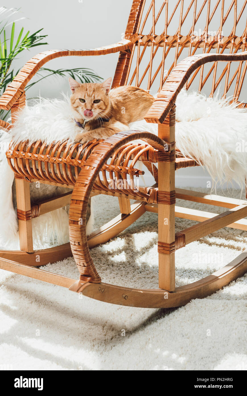 cute red cat licking muzzle and lying on rocking chair Stock Photo - Alamy
