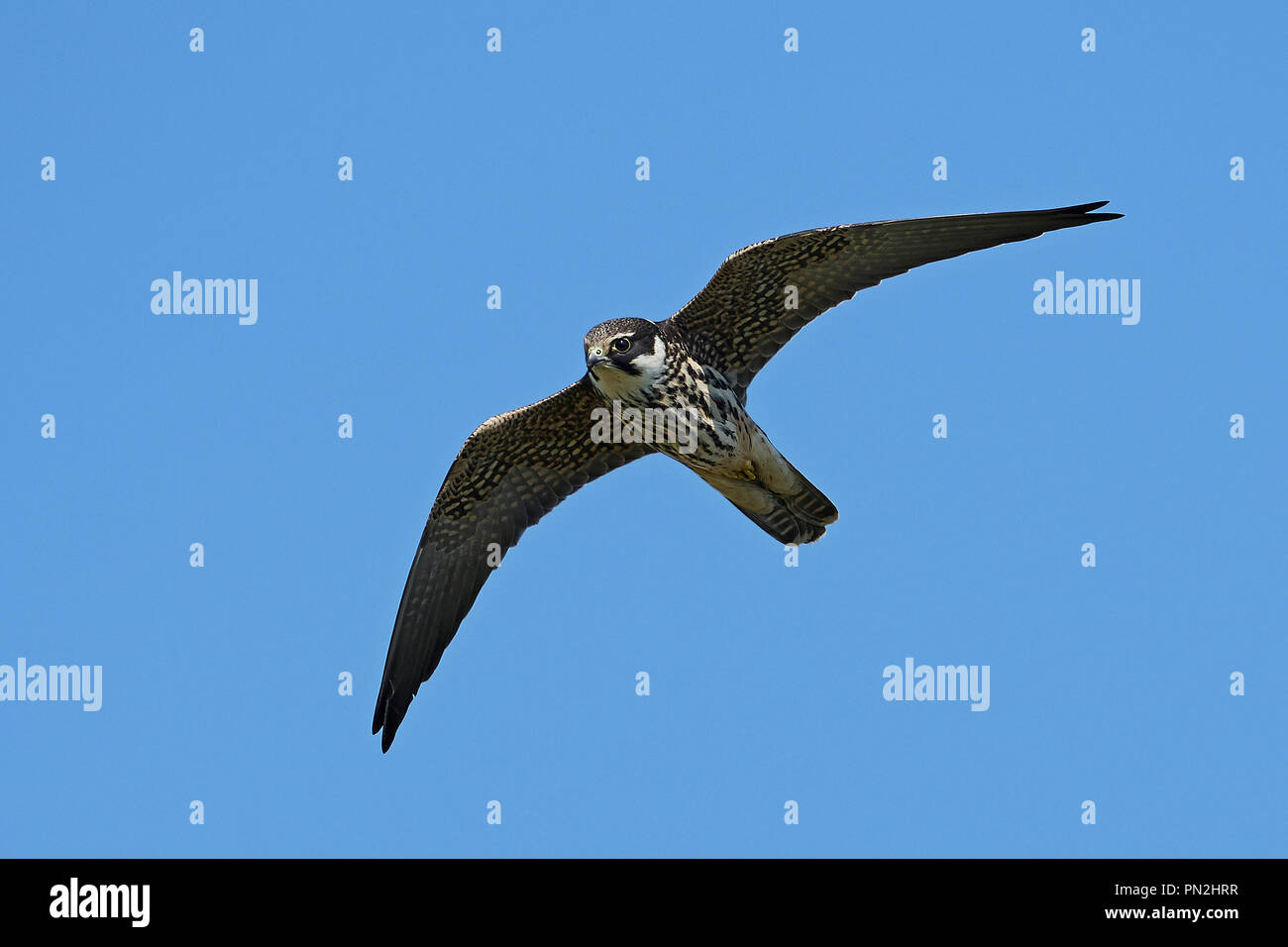 Eurasian hobby in flight with blue skies in the background Stock Photo ...