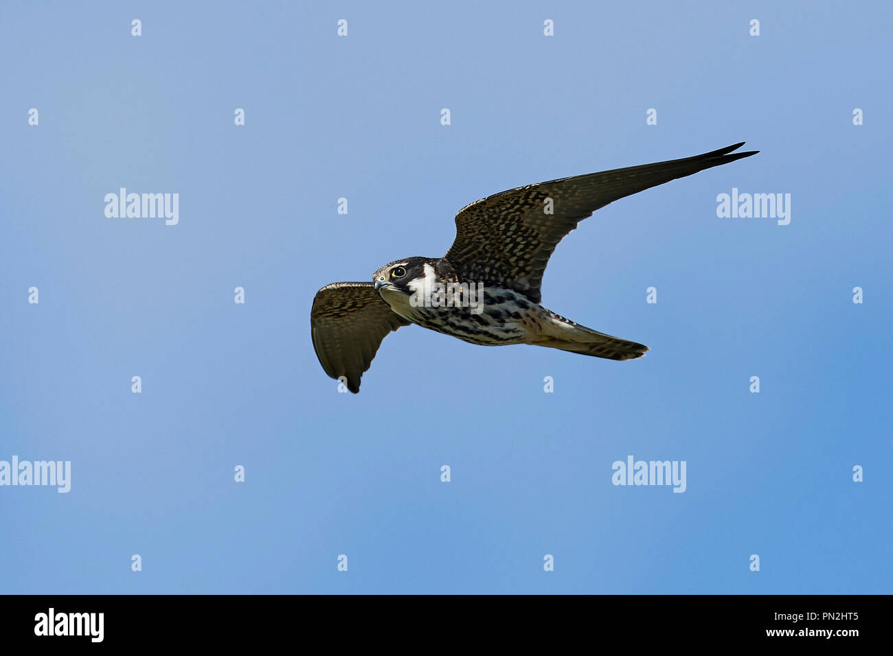 Eurasian hobby in flight with blue skies in the background Stock Photo ...